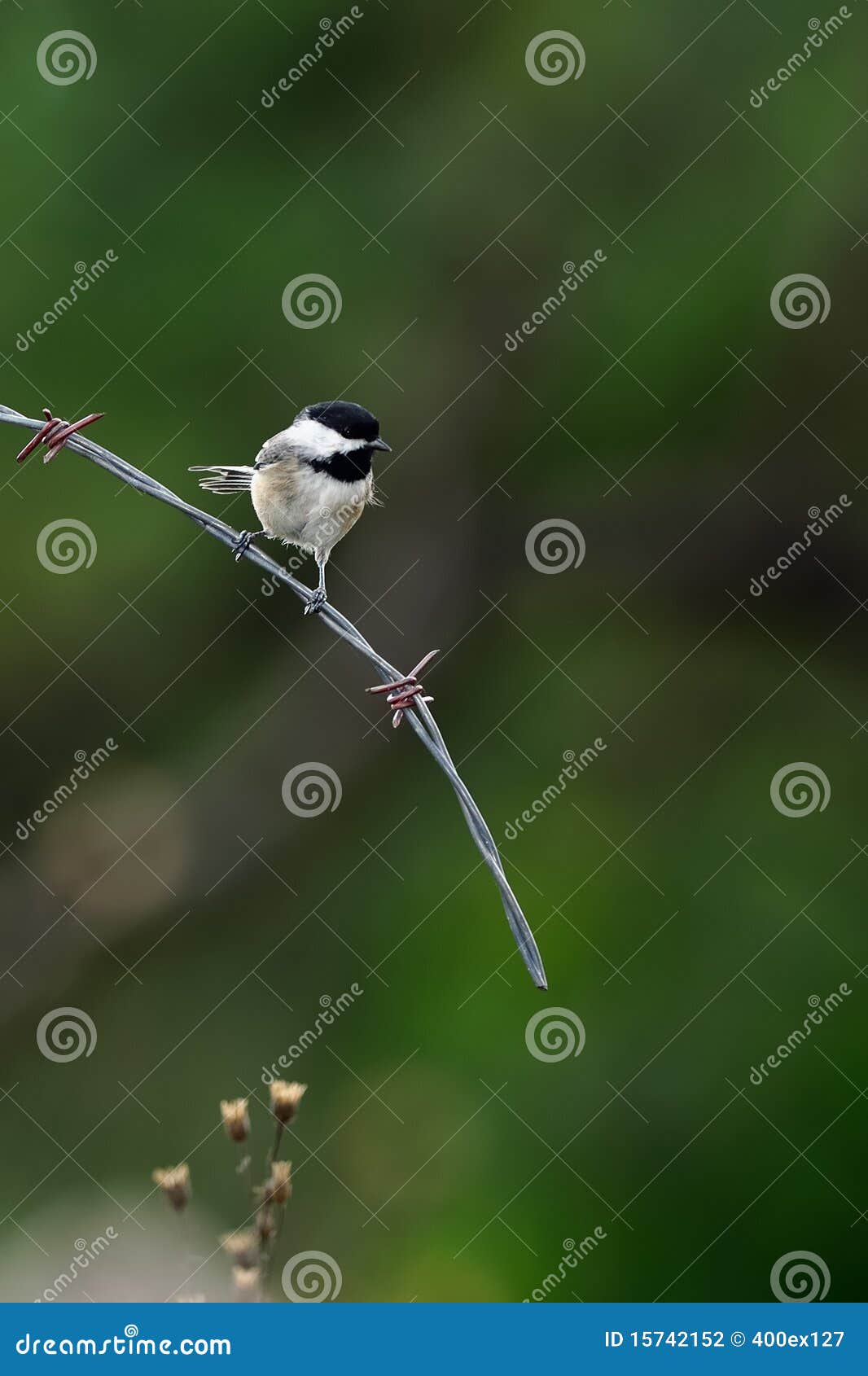 Chickadee on Barbed wire stock photo. Image of chickadee - 15742152