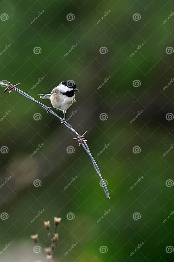 Chickadee on Barbed wire stock photo. Image of chickadee - 15742152