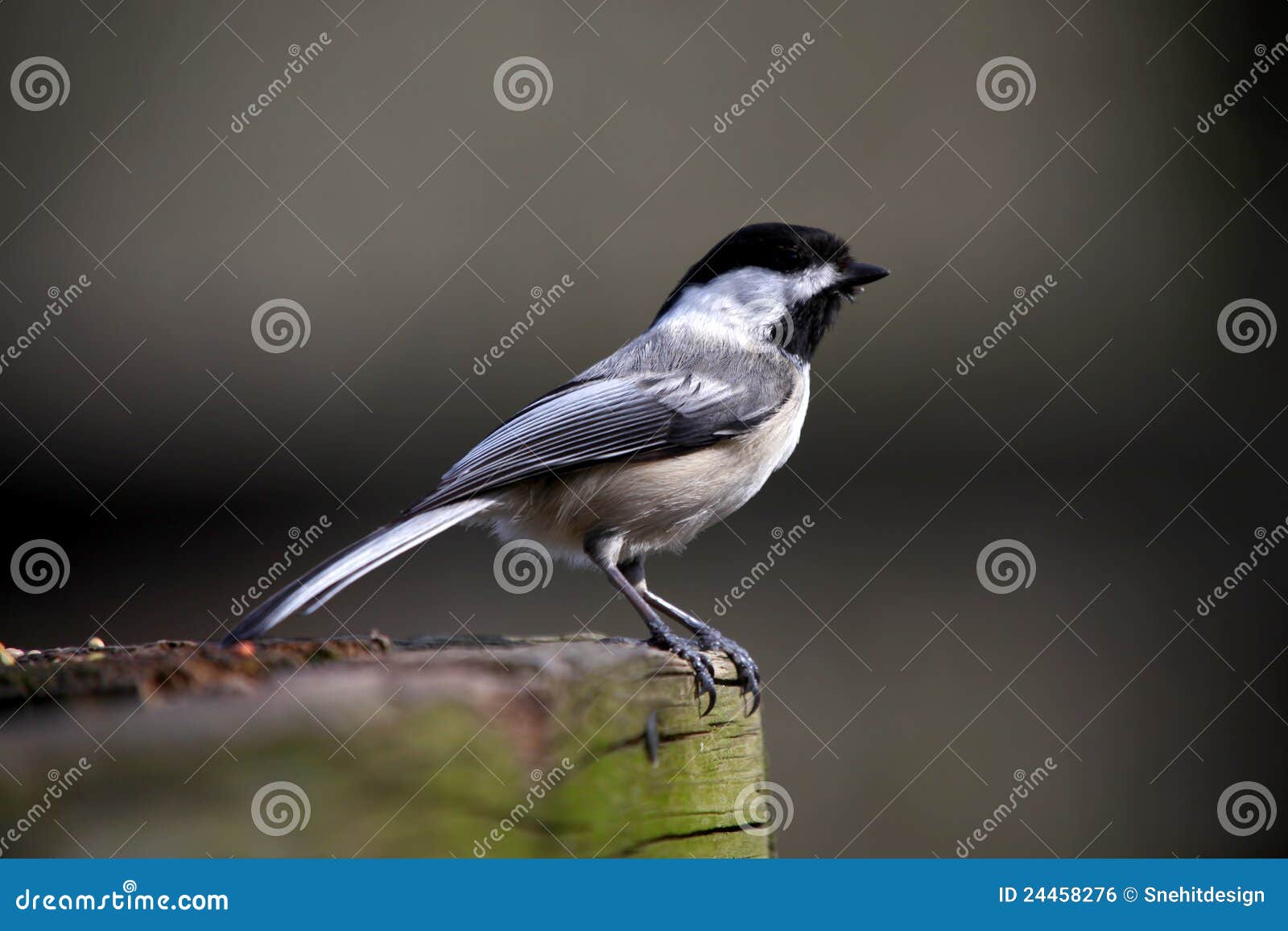 Chickadee bird stock photo. Image of forest, bird, green - 24458276