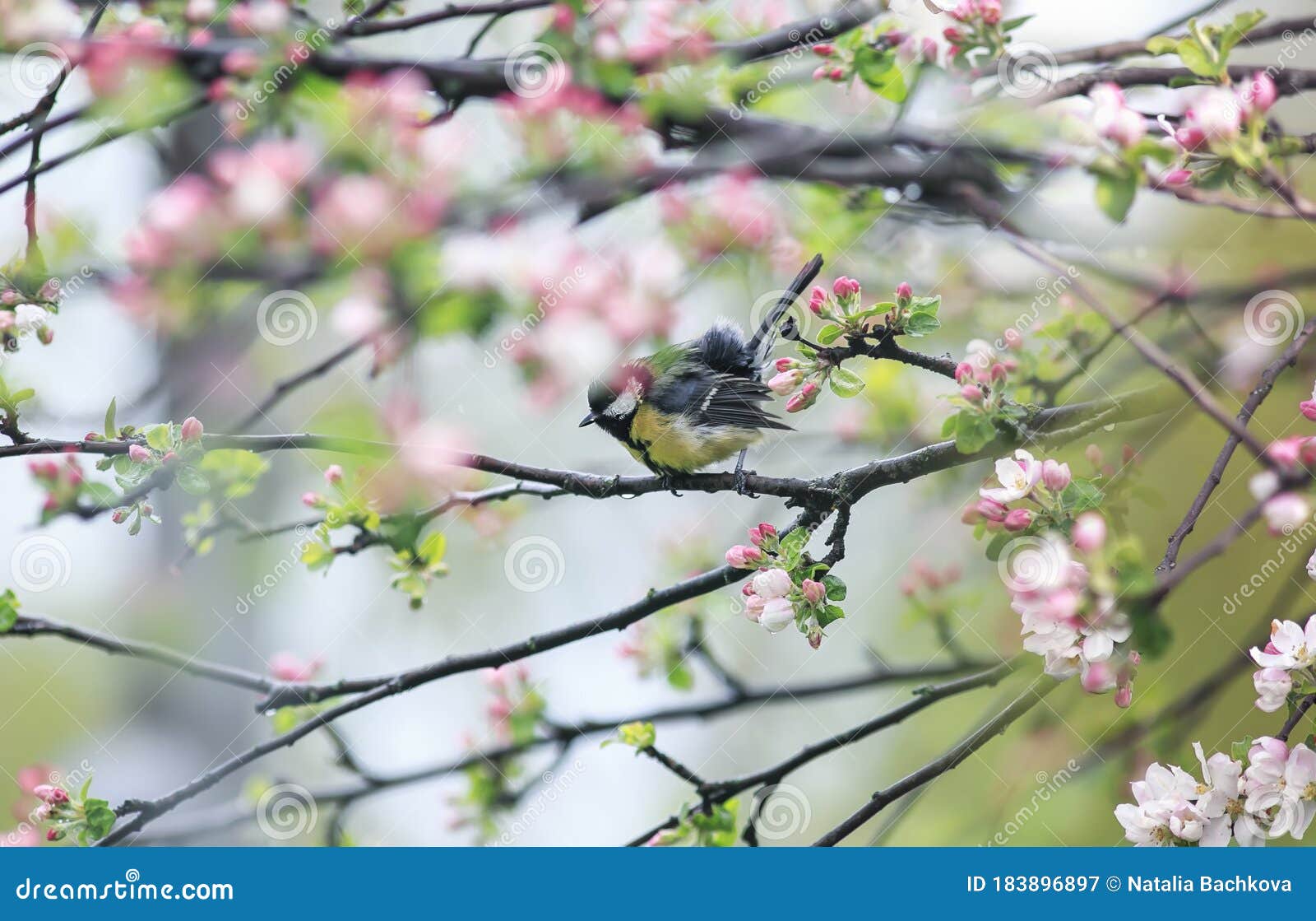 Chickadee Bird Sits in a Spring Garden on the Flowering Branches of an ...