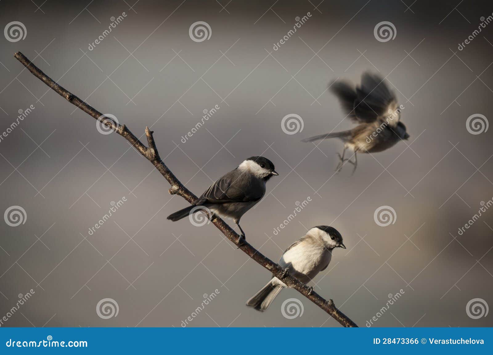 Three Chickadee Birds Sit On A Branch In Different Poses On A Sunny Day ...