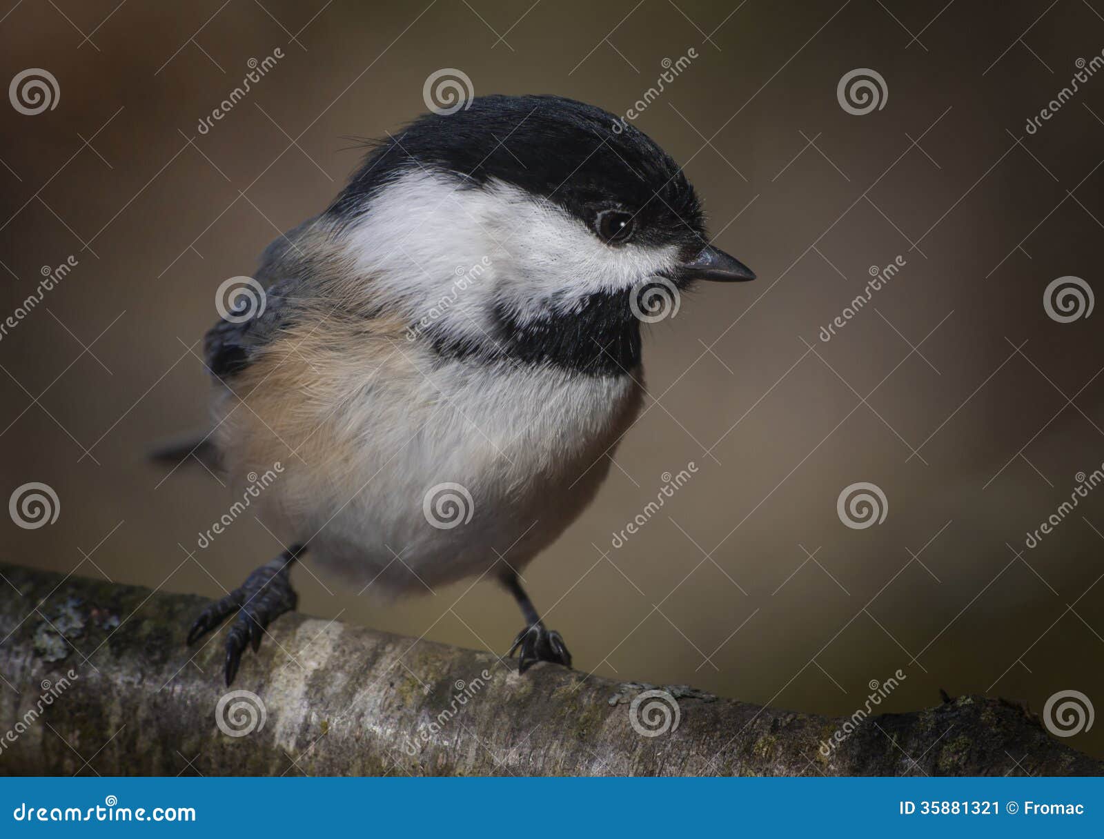 Chickadee stock image. Image of perched, bird, beak, branch - 35881321