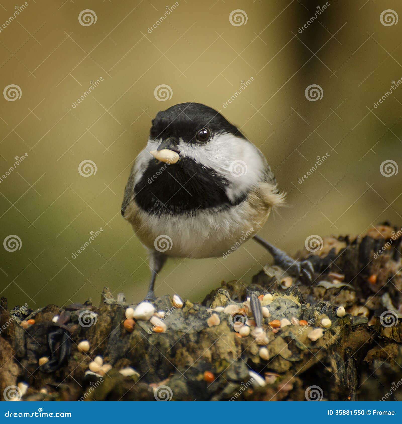 Chickadee stock photo. Image of claw, food, feather, seed - 35881550