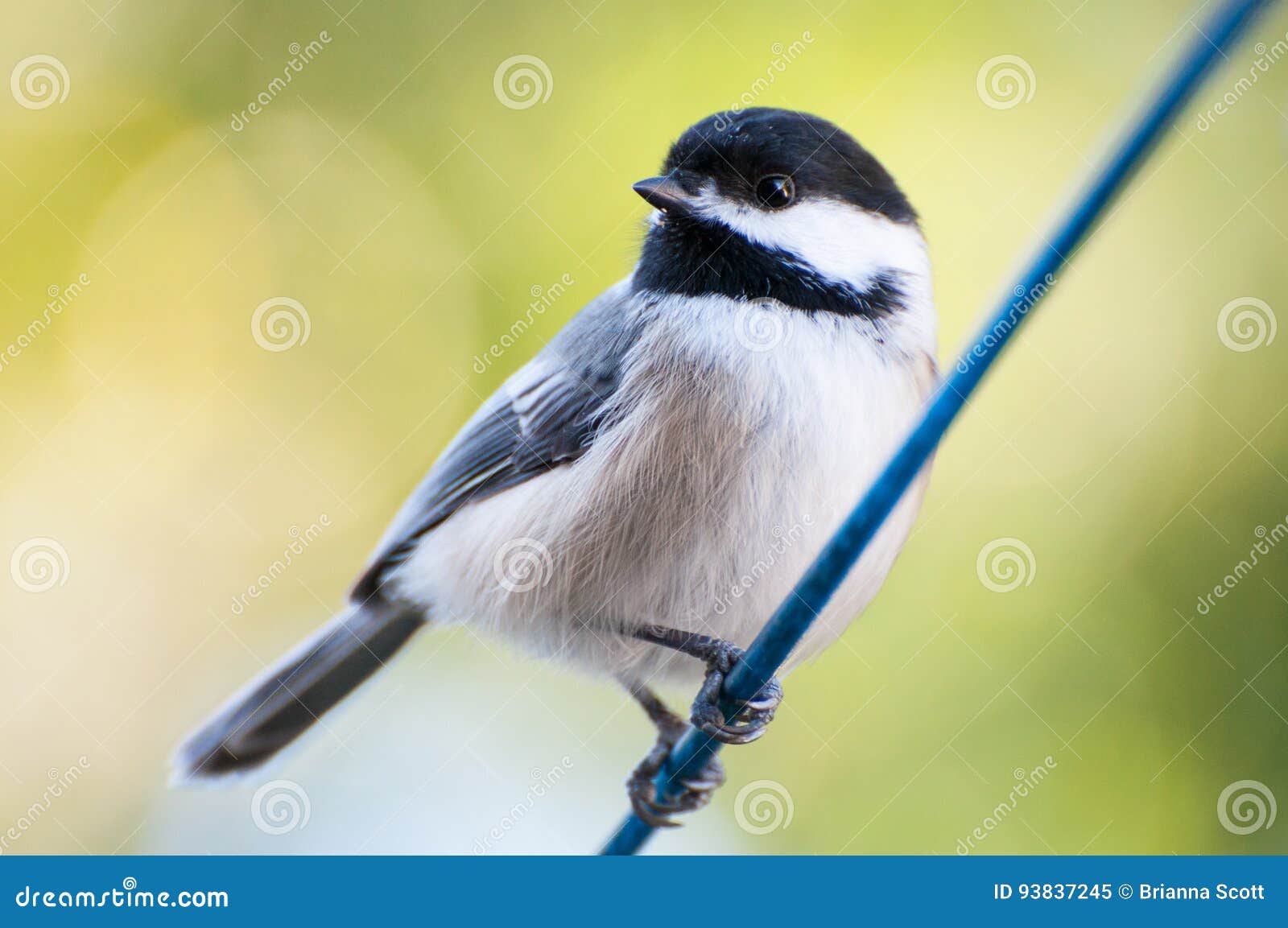 Chickadee stock image. Image of wild, green, chickadee - 93837245