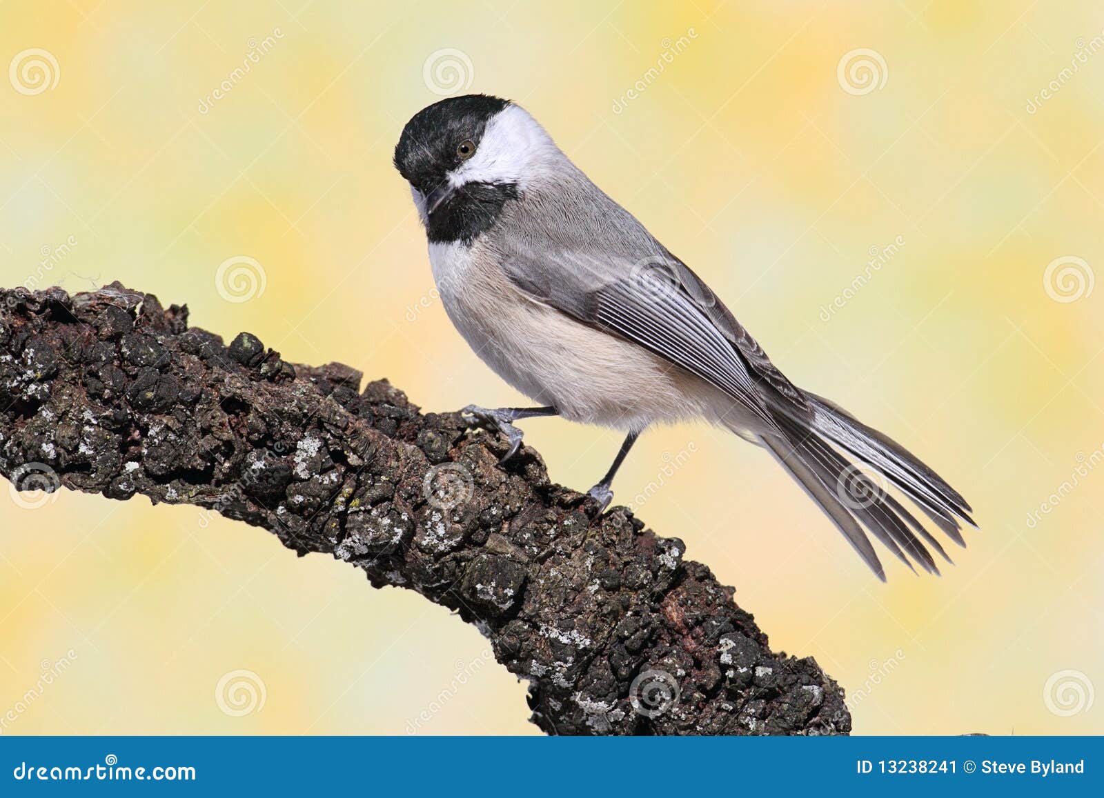 Chickadee on a Branch stock image. Image of black, atricapilla - 13238241