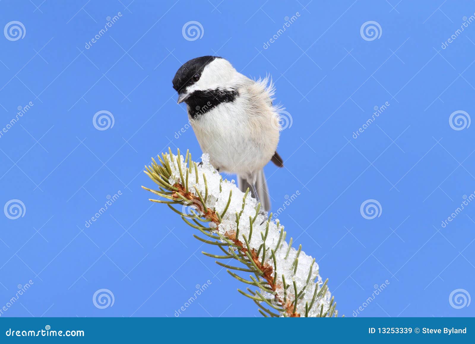 Chickadee on a Branch stock image. Image of fauna, songbird - 13253339