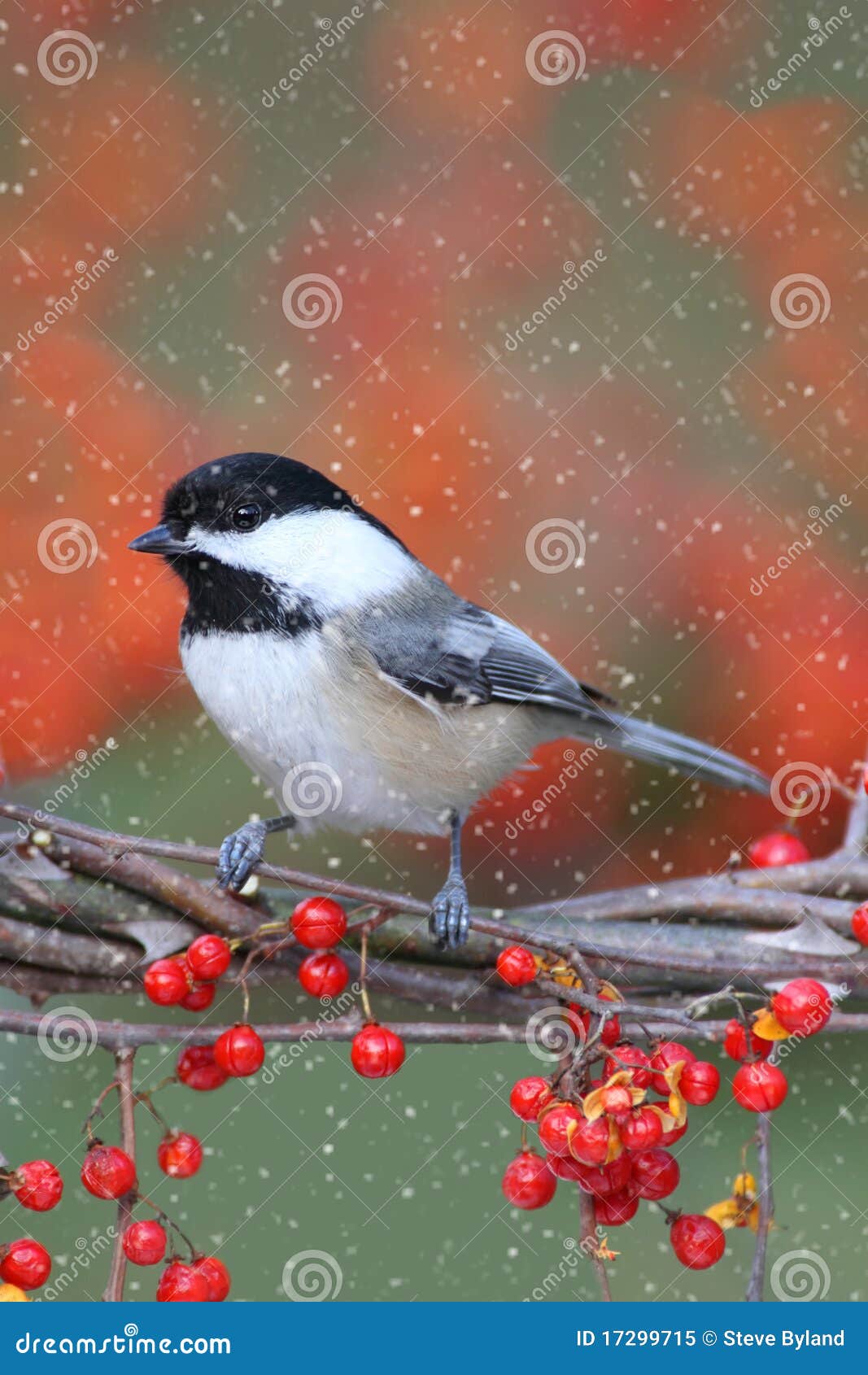 Chickadee on a Branch stock image. Image of snow, bird - 17299715