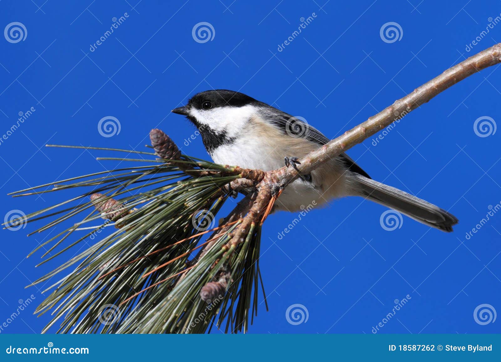 Chickadee on a Branch stock photo. Image of blue, birds - 18587262