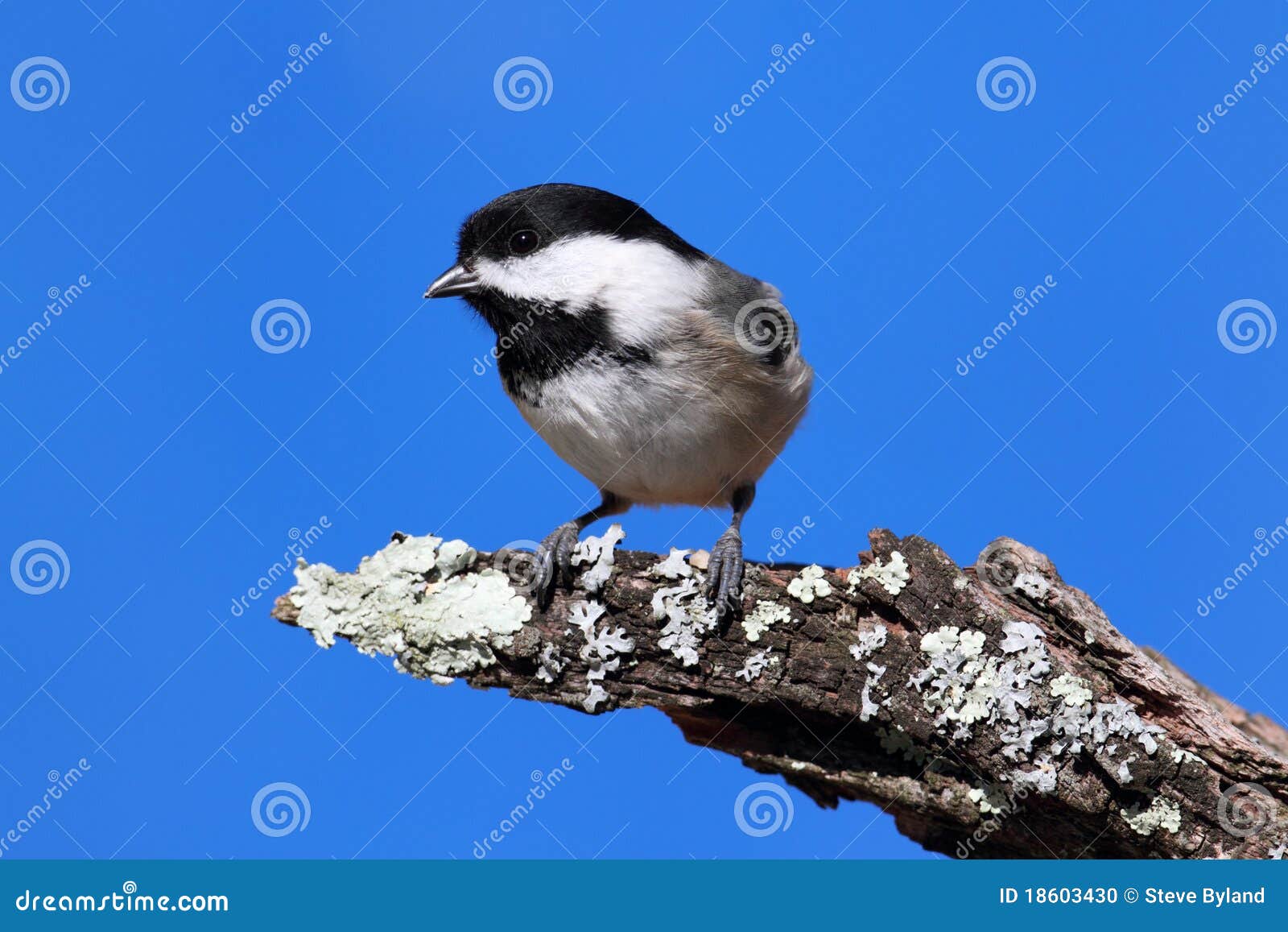 Chickadee on a Branch stock photo. Image of nature, fauna - 18603430