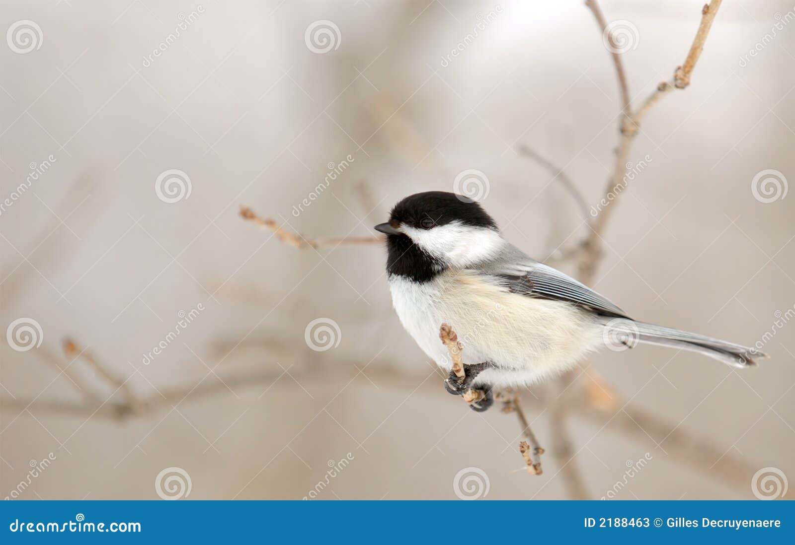 Chickadee on Branch stock image. Image of wildlife, tree - 2188463