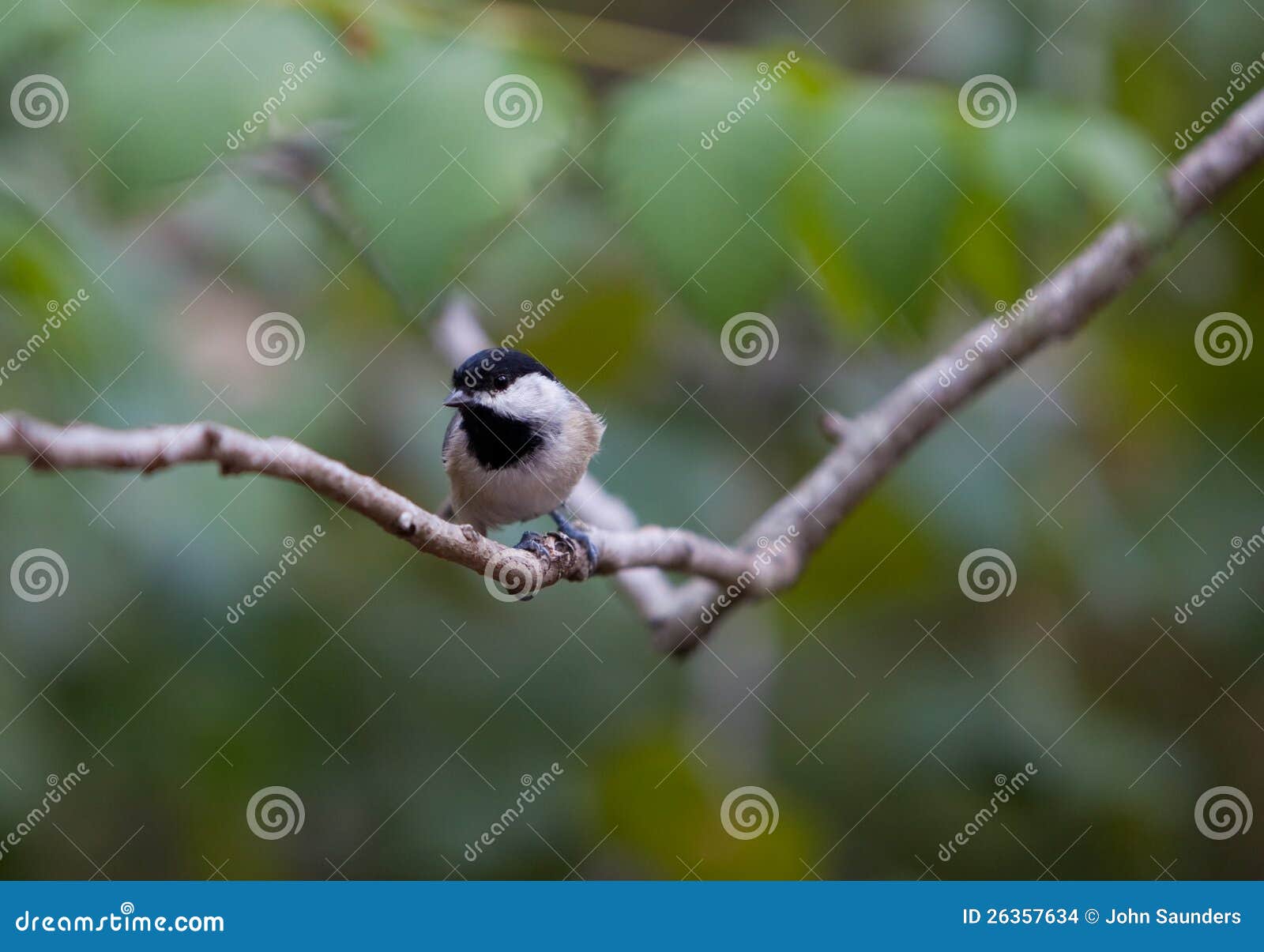 Chickadee on a branch stock photo. Image of small, animal - 26357634