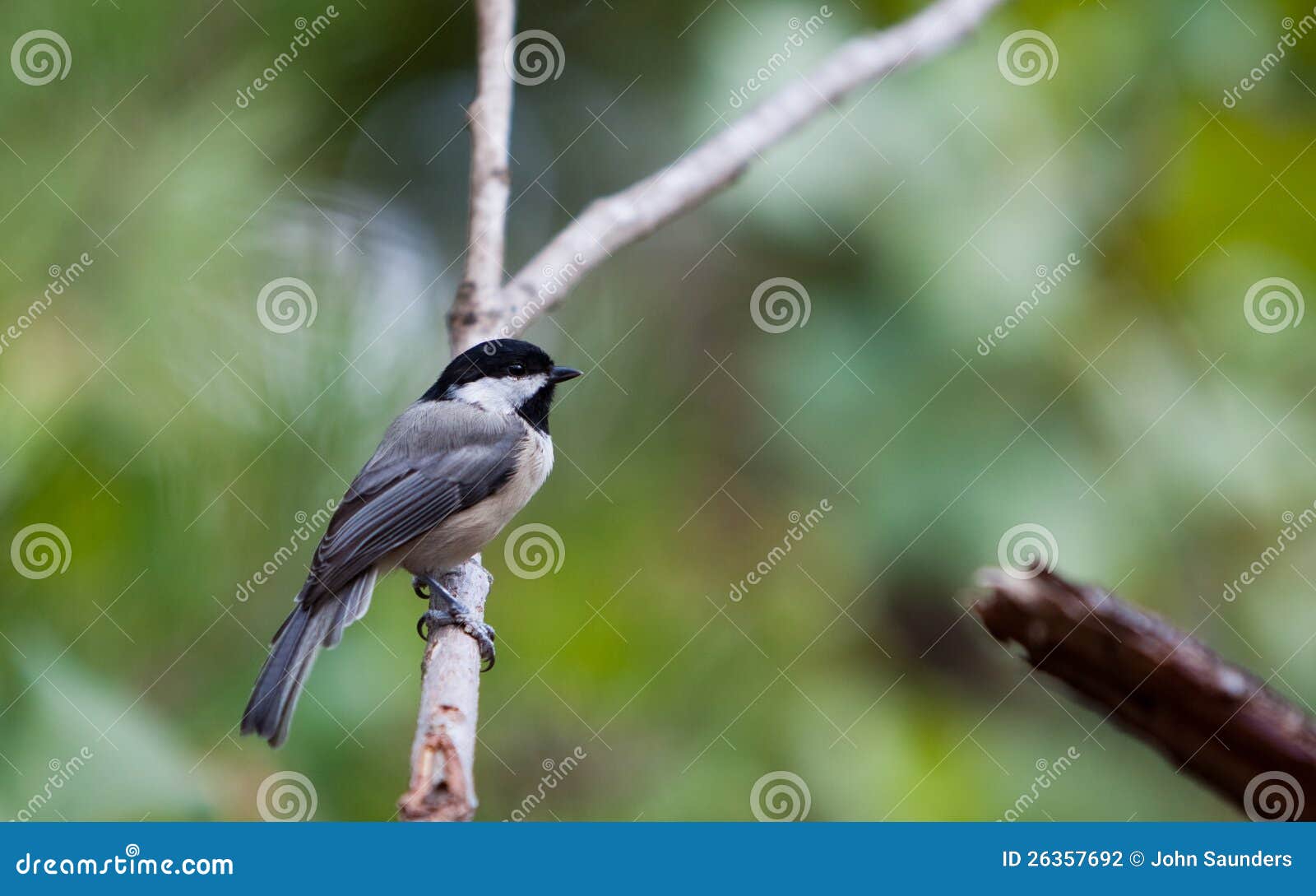 Chickadee on a branch stock photo. Image of perching - 26357692