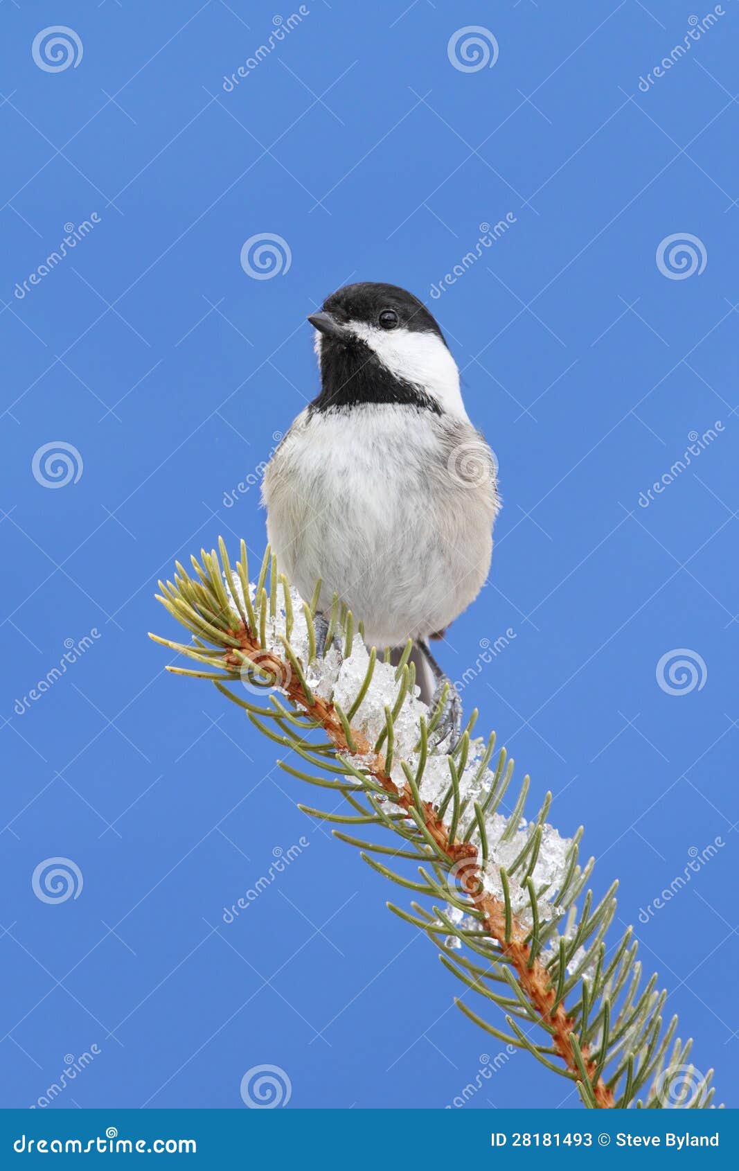 Chickadee on a Branch stock image. Image of avian, vertical - 28181493