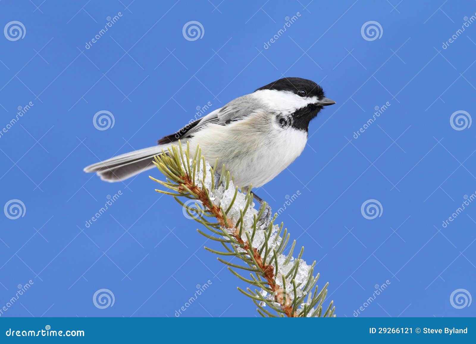 Chickadee on a Branch stock image. Image of wing, fauna - 29266121