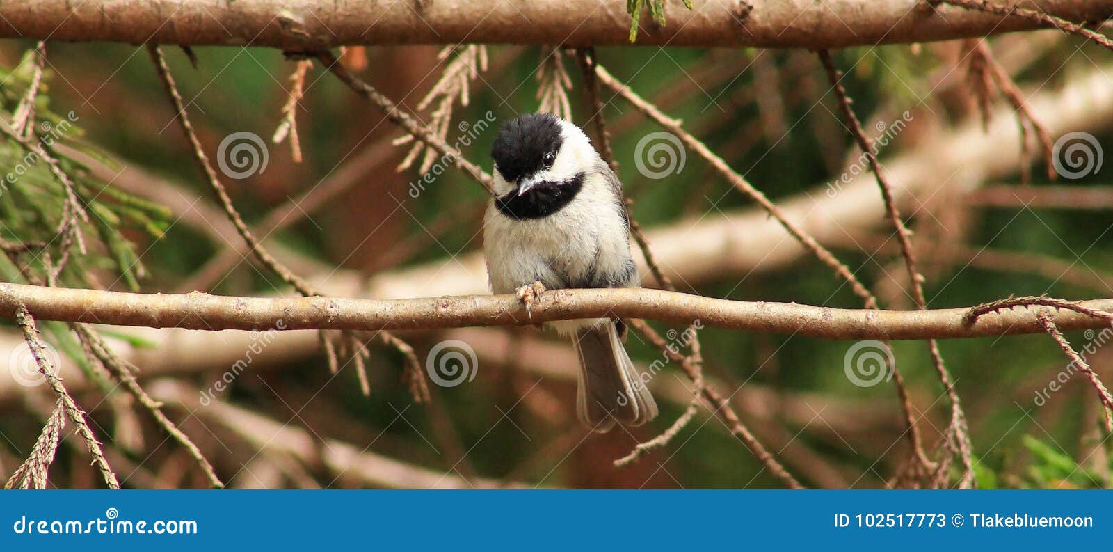 Chickadee on a branch stock image. Image of light, chickadee - 102517773