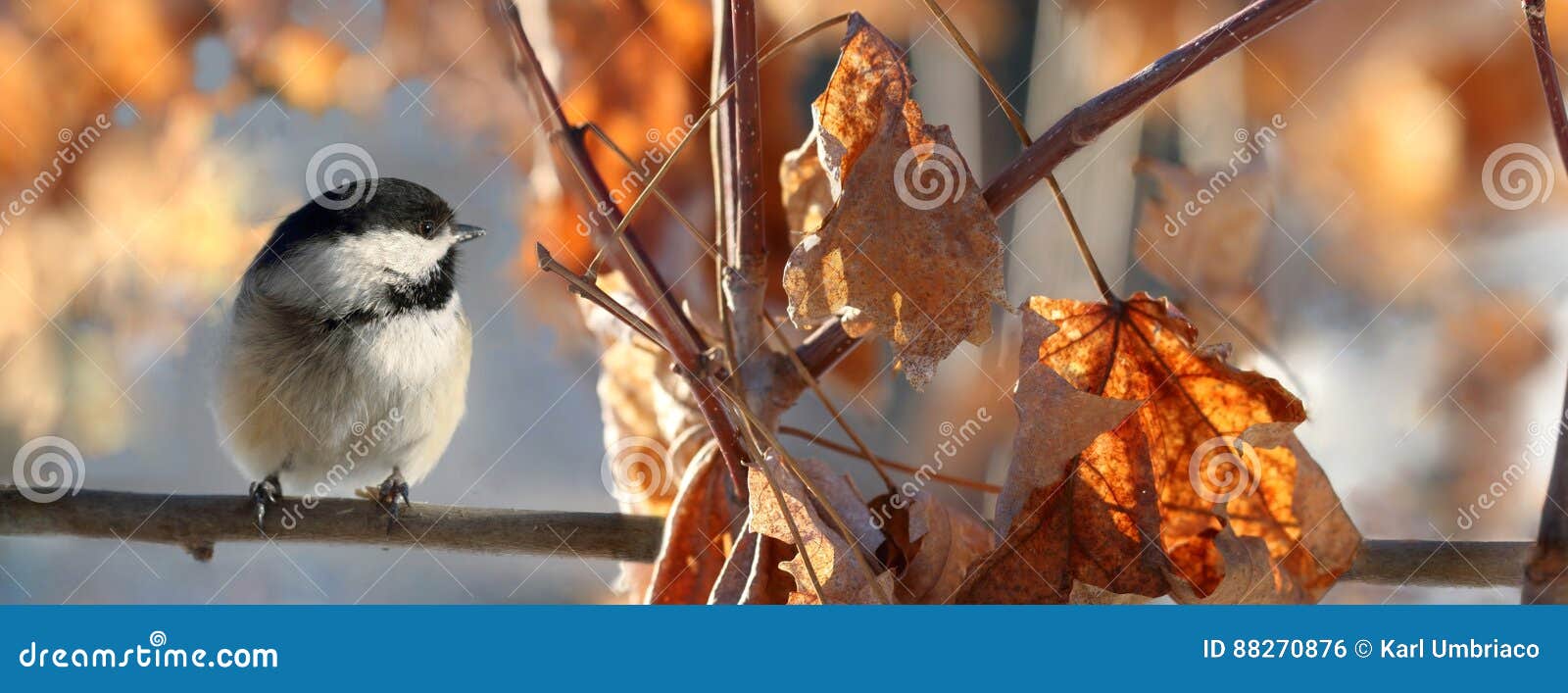 Chickadee in branch stock photo. Image of branch, forest - 88270876