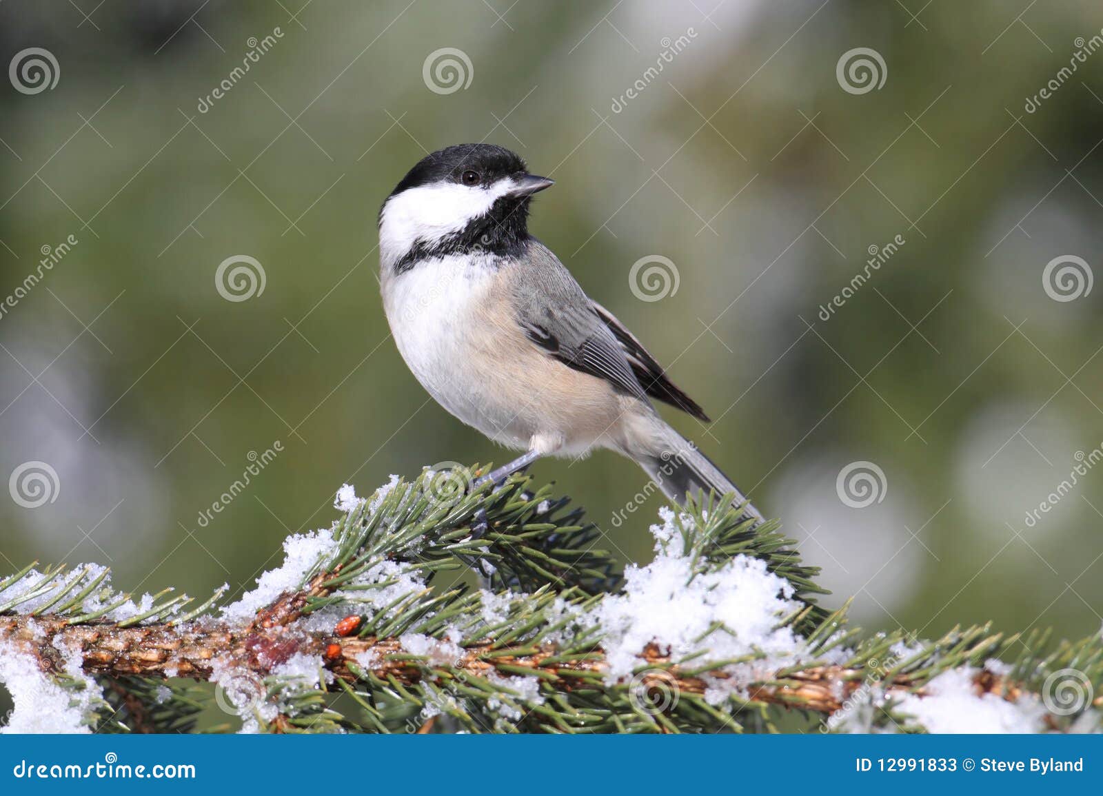 Chickadee on a Branch with Snow Stock Image - Image of wing, avian ...