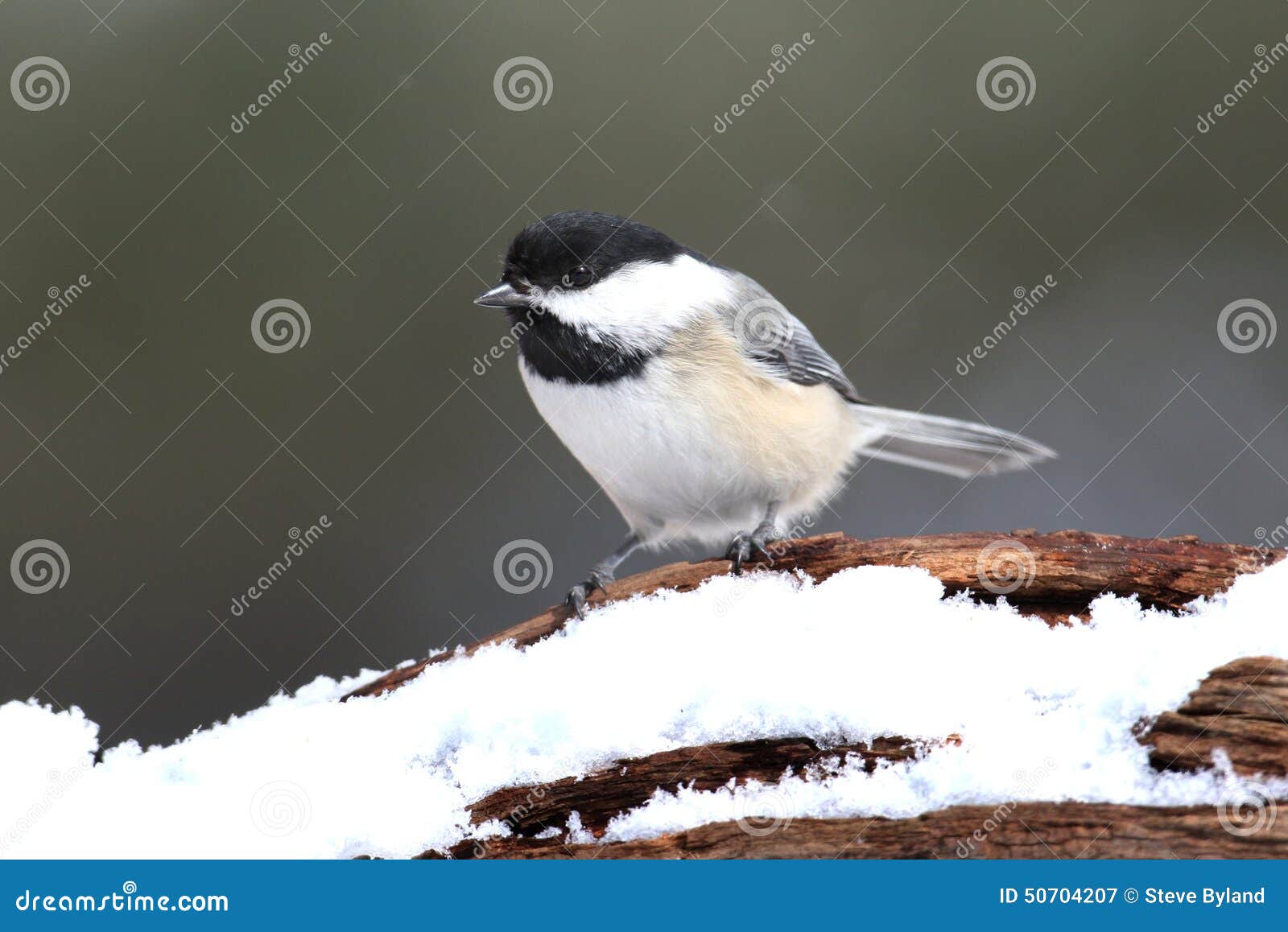 Chickadee on a Branch with Snow Stock Image - Image of avian, snow ...