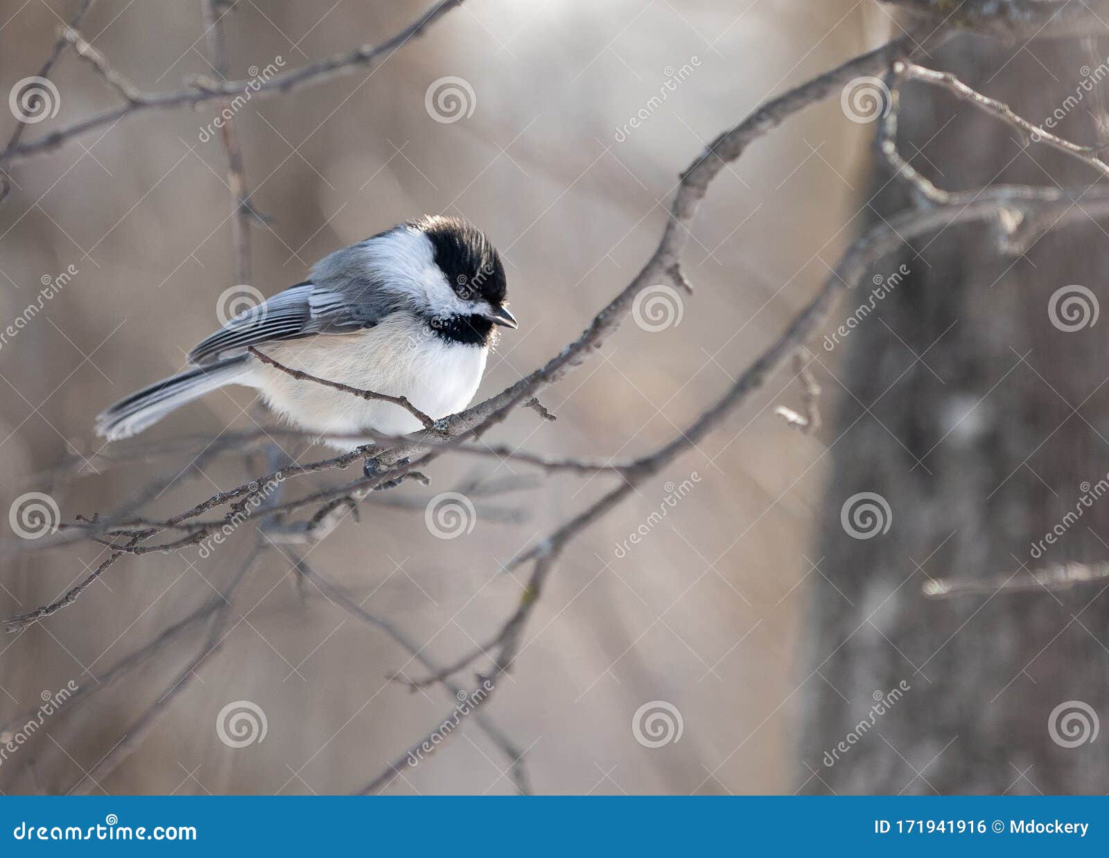 Chickadee on branch winter stock photo. Image of life - 171941916