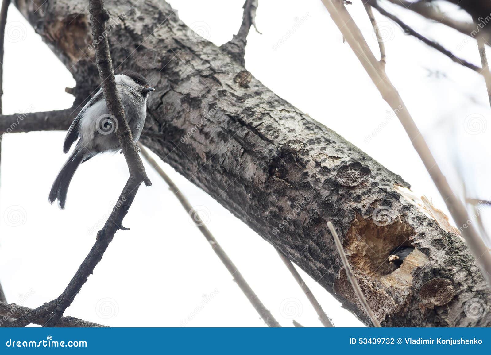 Chickadee stock photo. Image of passerine, nests, animals - 53409732