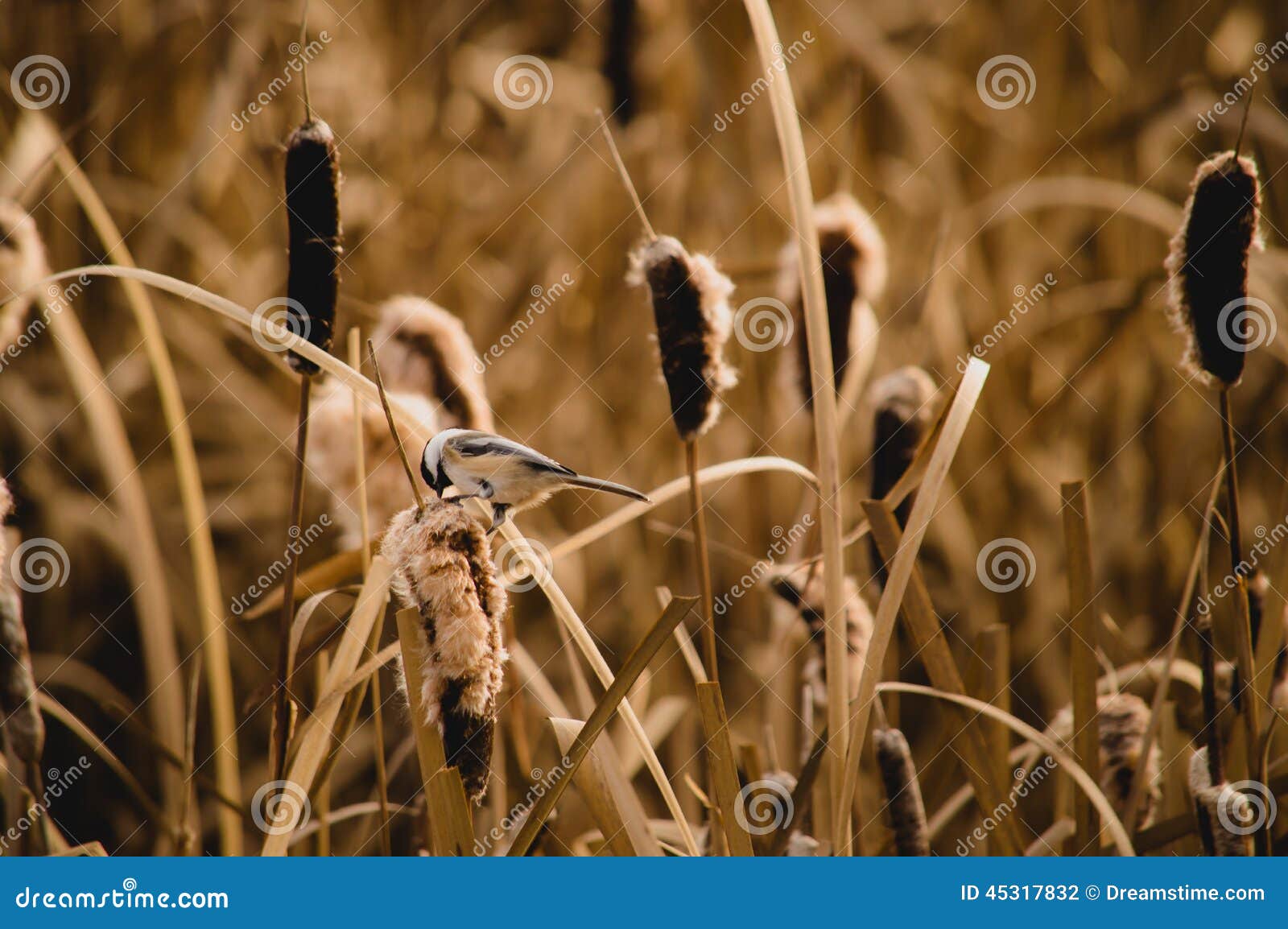 Chickadee on Cattail stock photo. Image of wetland, marsh - 45317832