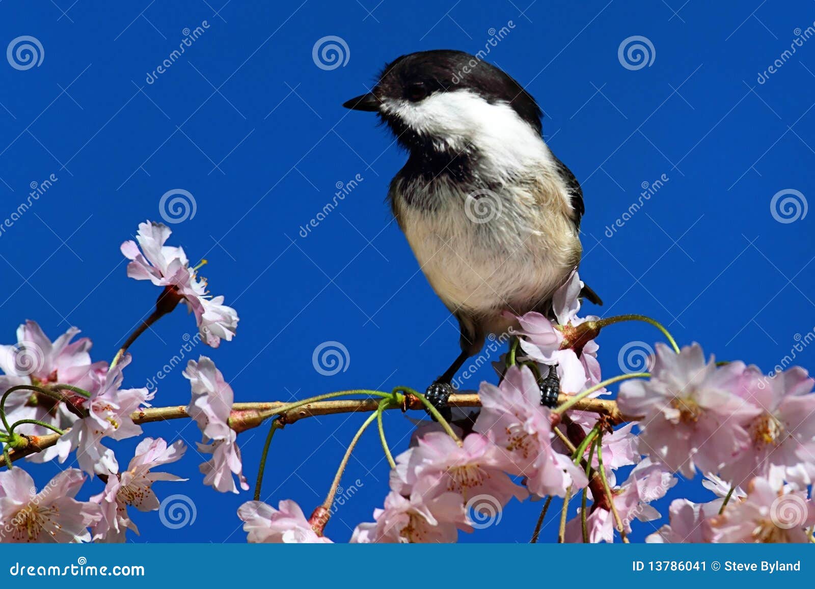 Chickadee with Cherry Blossoms Stock Image - Image of fauna, spring ...
