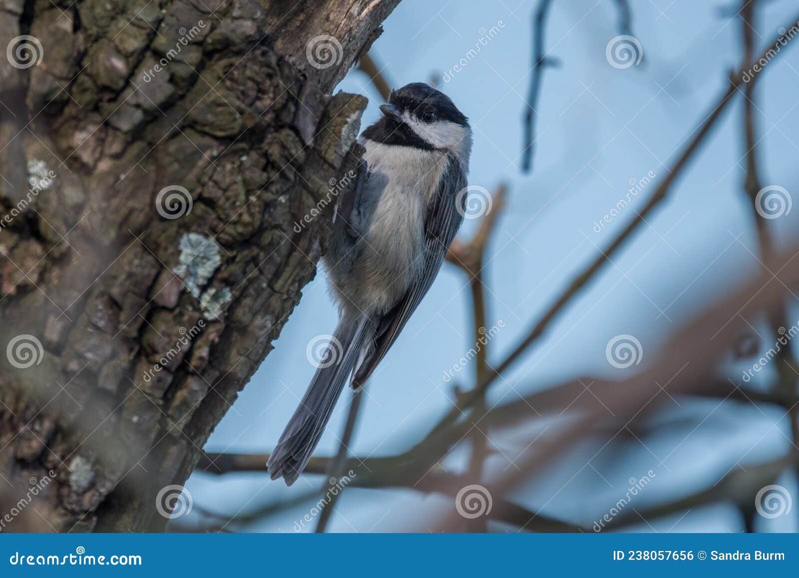 Chickadee climbing a tree stock photo. Image of foreground - 238057656