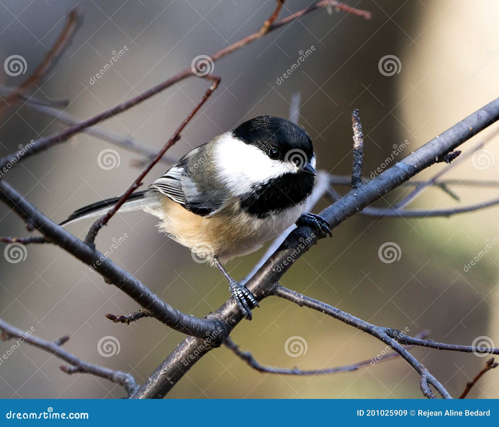 Chickadee Stock Photo. Chickadee Close-up Profile View Perched on a ...