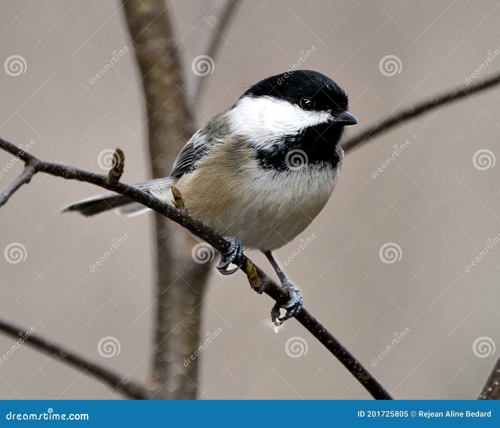 Chickadee Photo Stock. Chickadee Close-up Profile View Perched on a ...