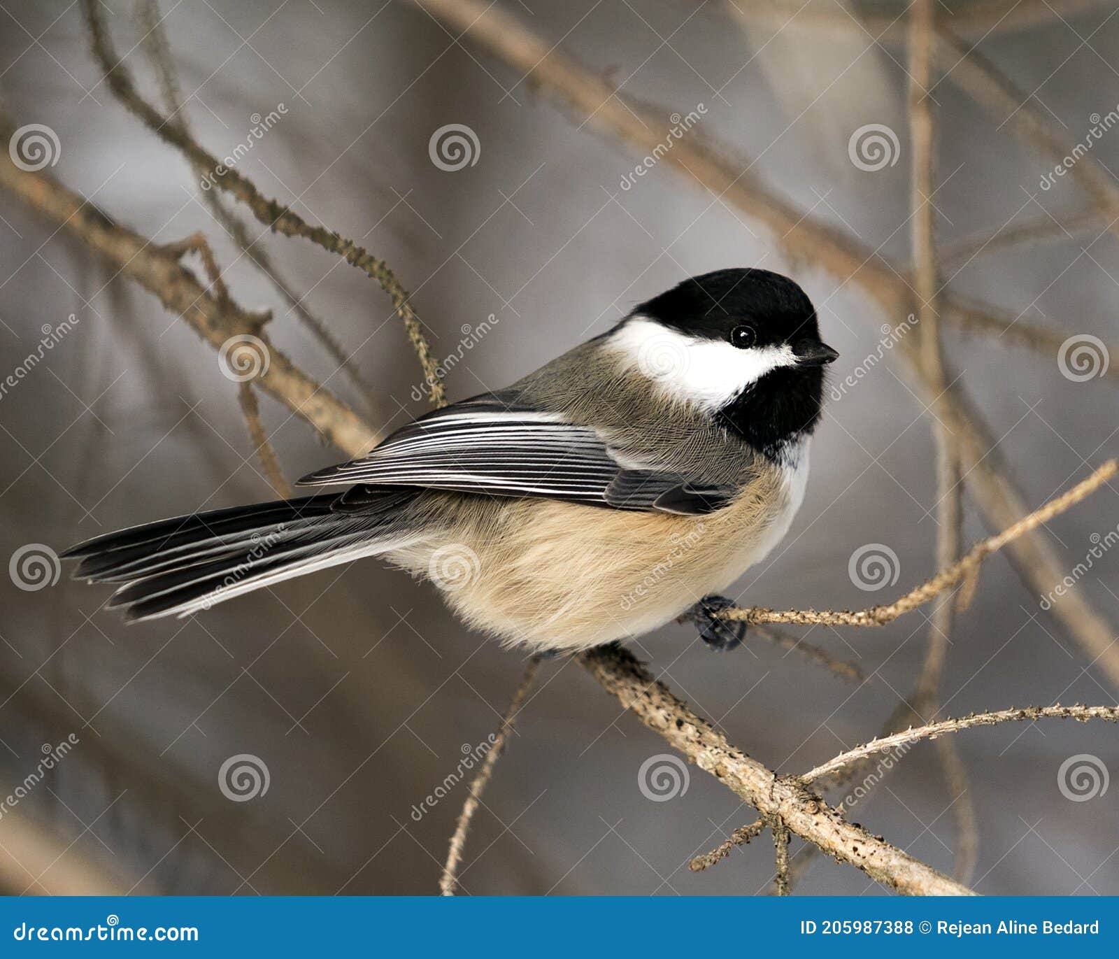 Chickadee Stock Photos. Chickadee Close-up Profile View on a Tree ...