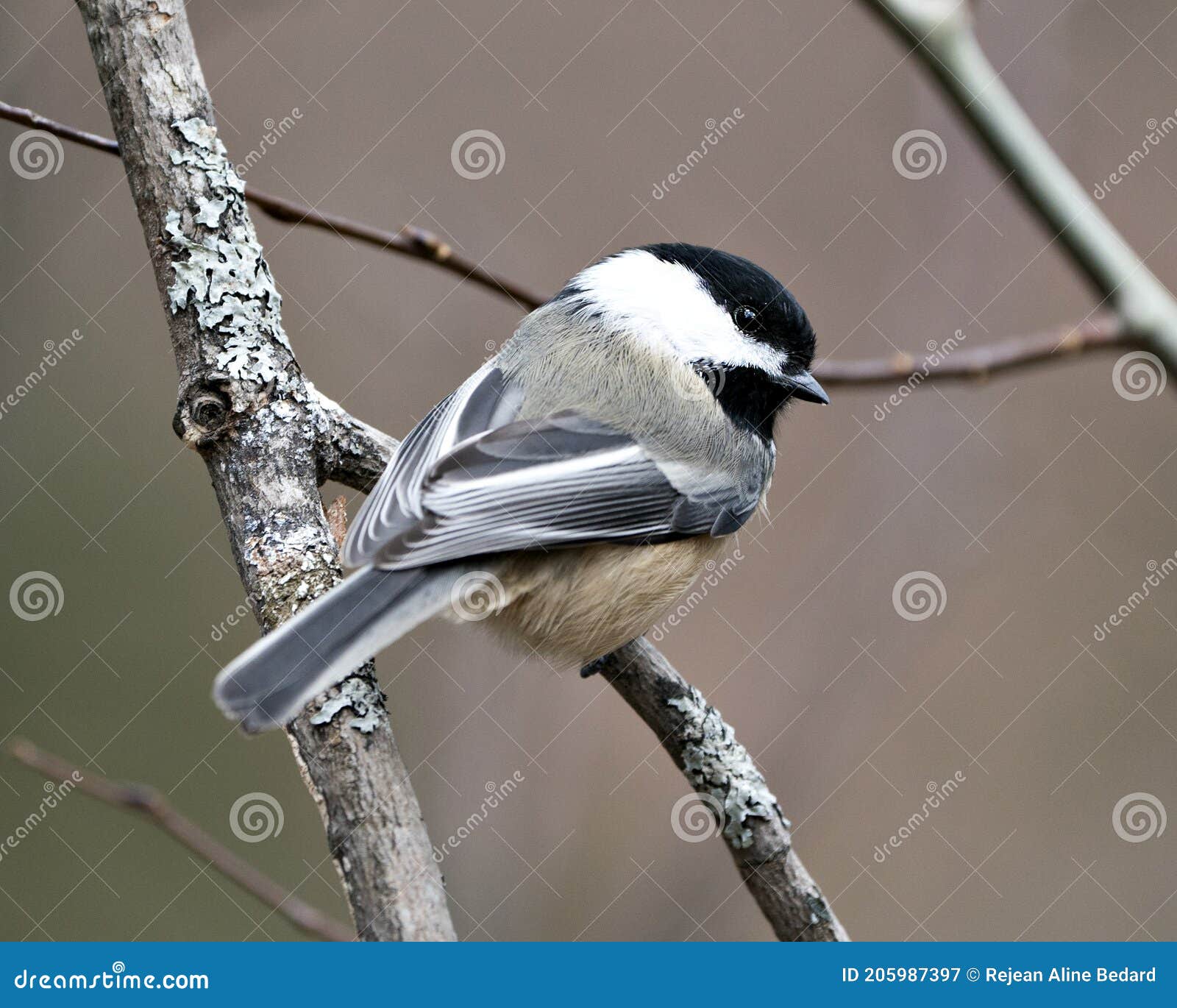 Chickadee Stock Photos. Chickadee Close-up Profile View on a Birch Tree ...