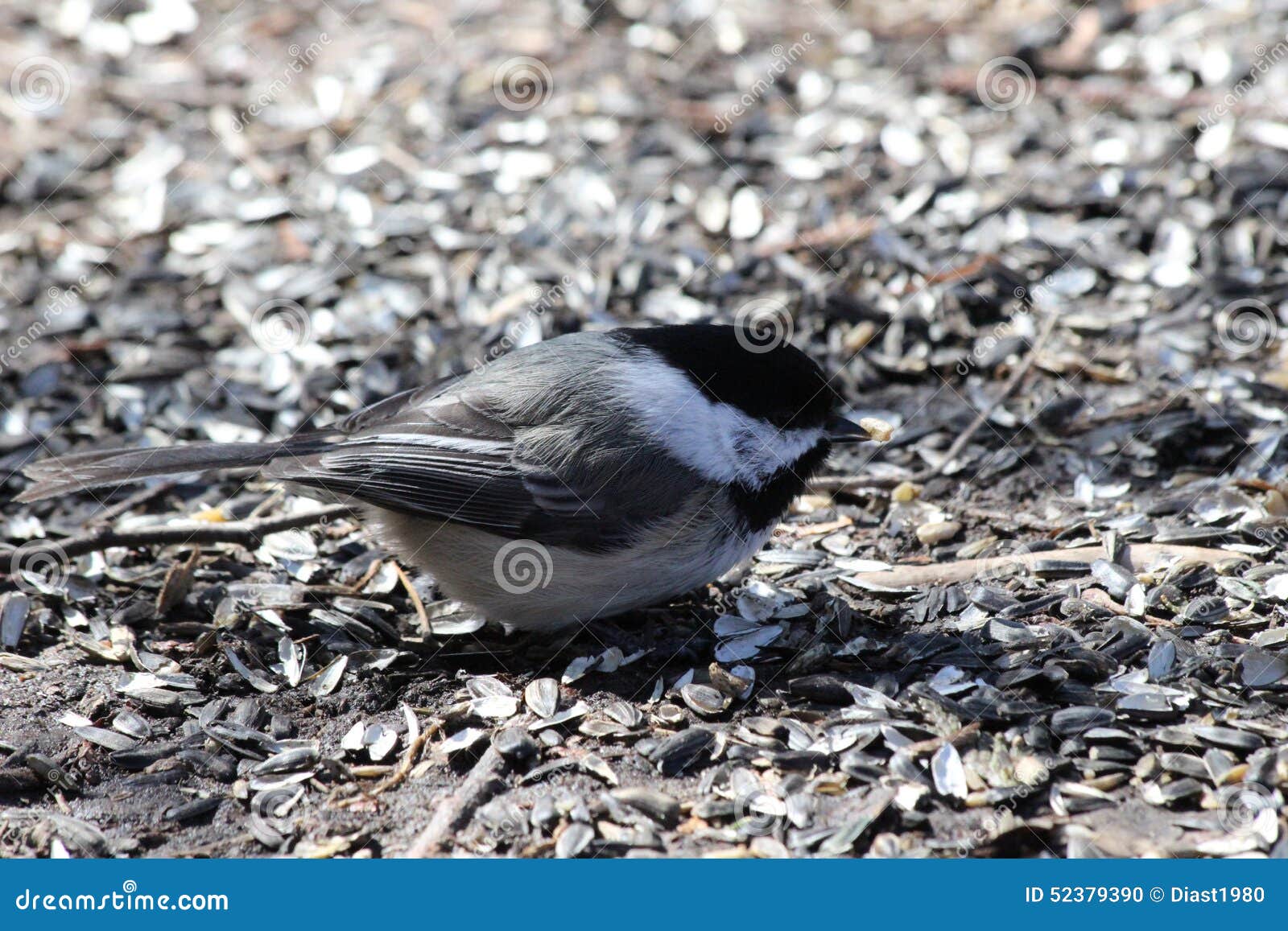 Chickadee Eating stock photo. Image of ground, biology - 52379390