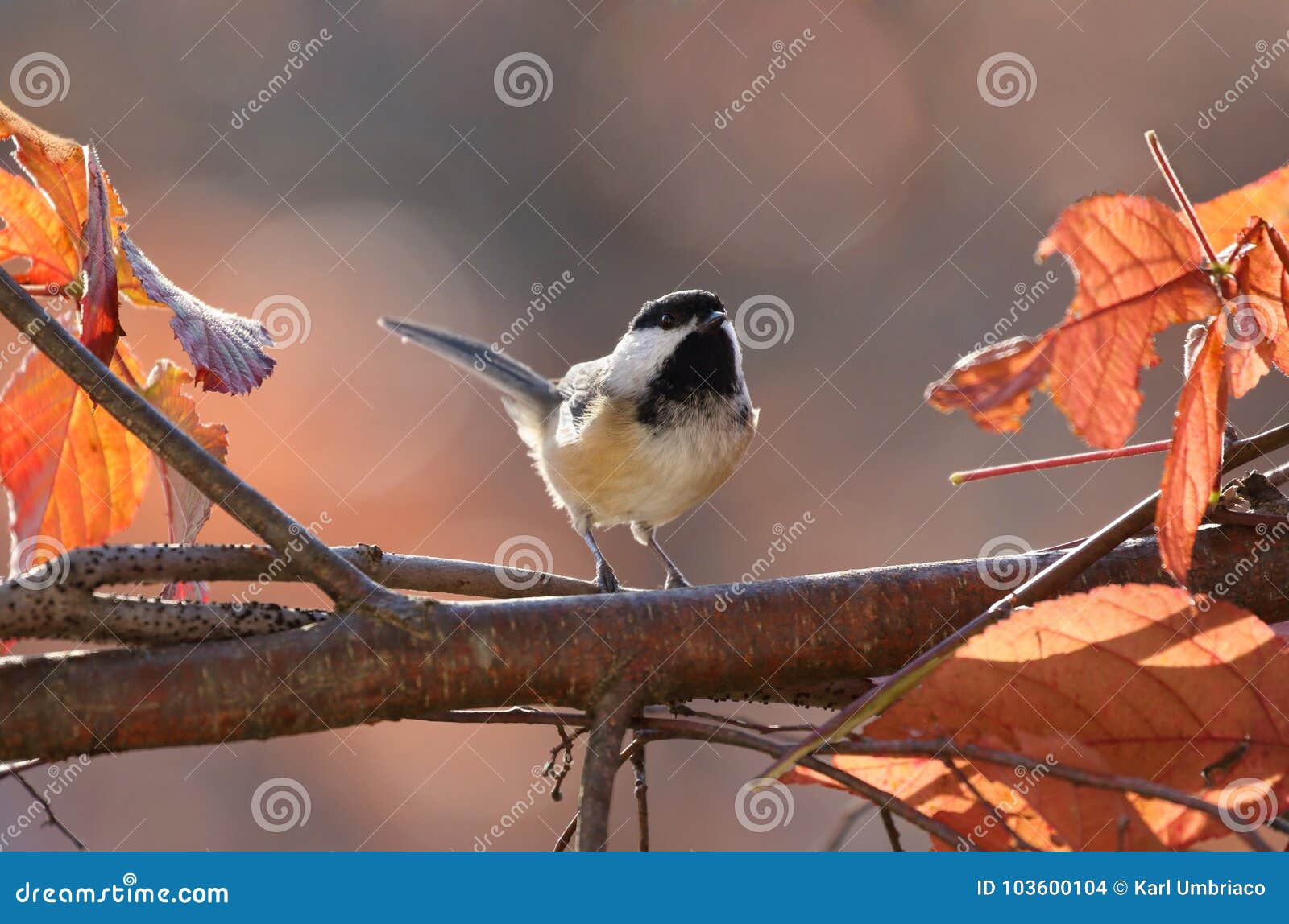 Chickadee during fall stock photo. Image of animal, beauty - 103600104