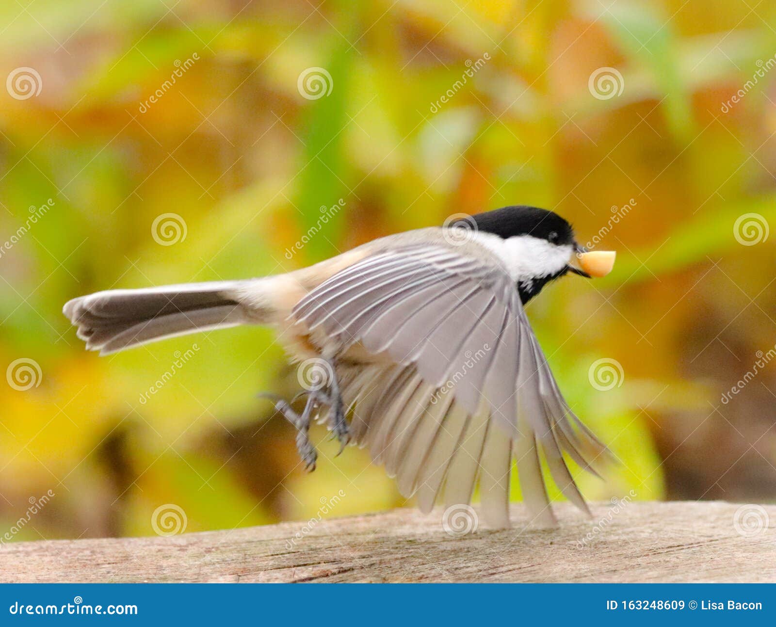 Chickadee in Flight stock image. Image of chickadee - 163248609
