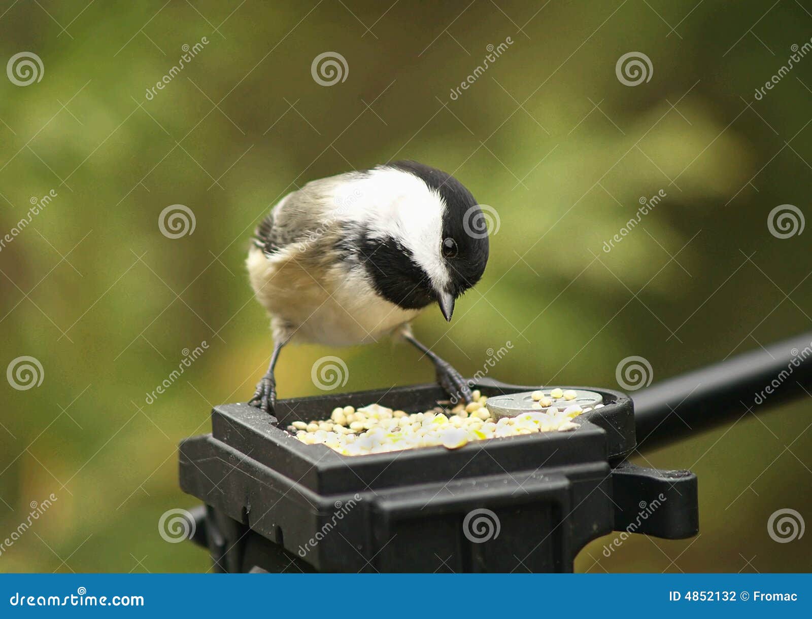 Chickadee feeding stock photo. Image of paridae, perched - 4852132