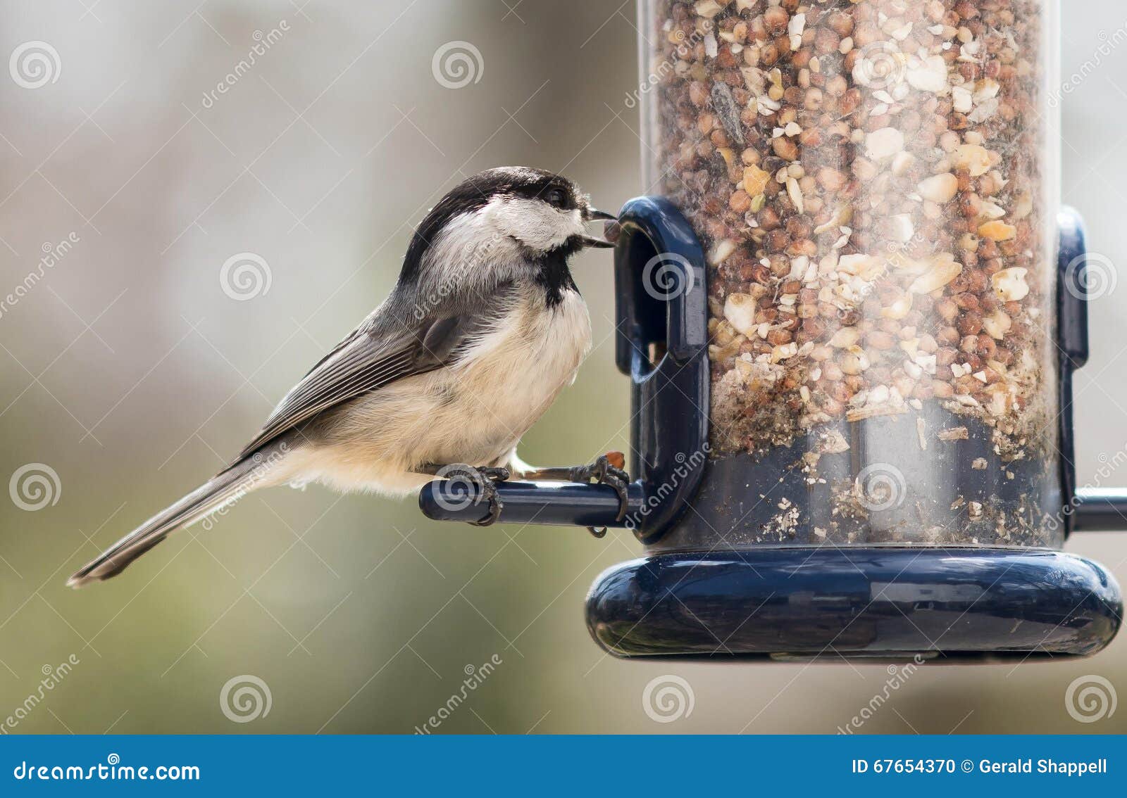 Chickadee feeding stock photo. Image of black, bird, chickadee - 67654370