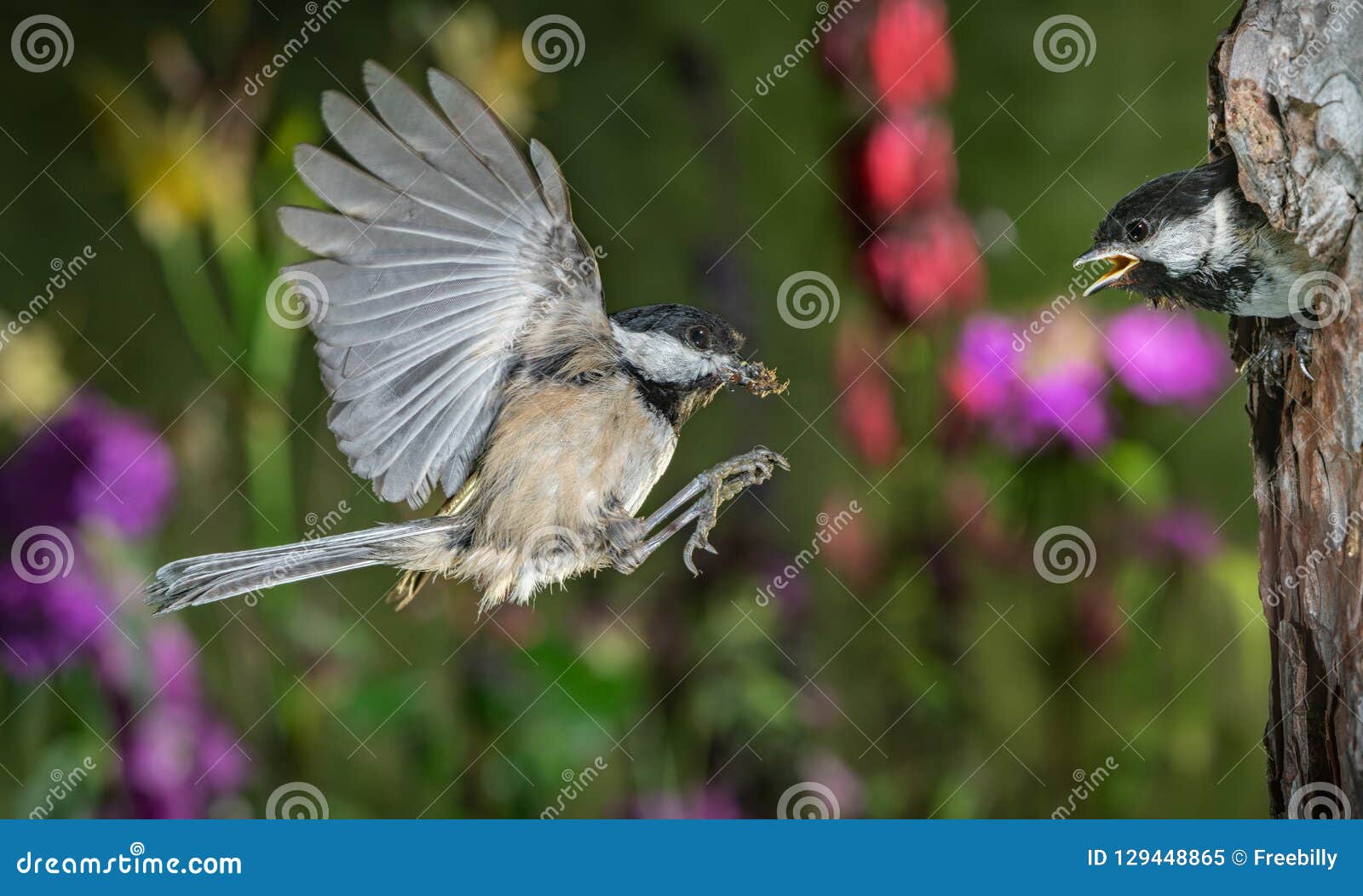 Chickadee feeding chicks stock image. Image of animal - 129448865
