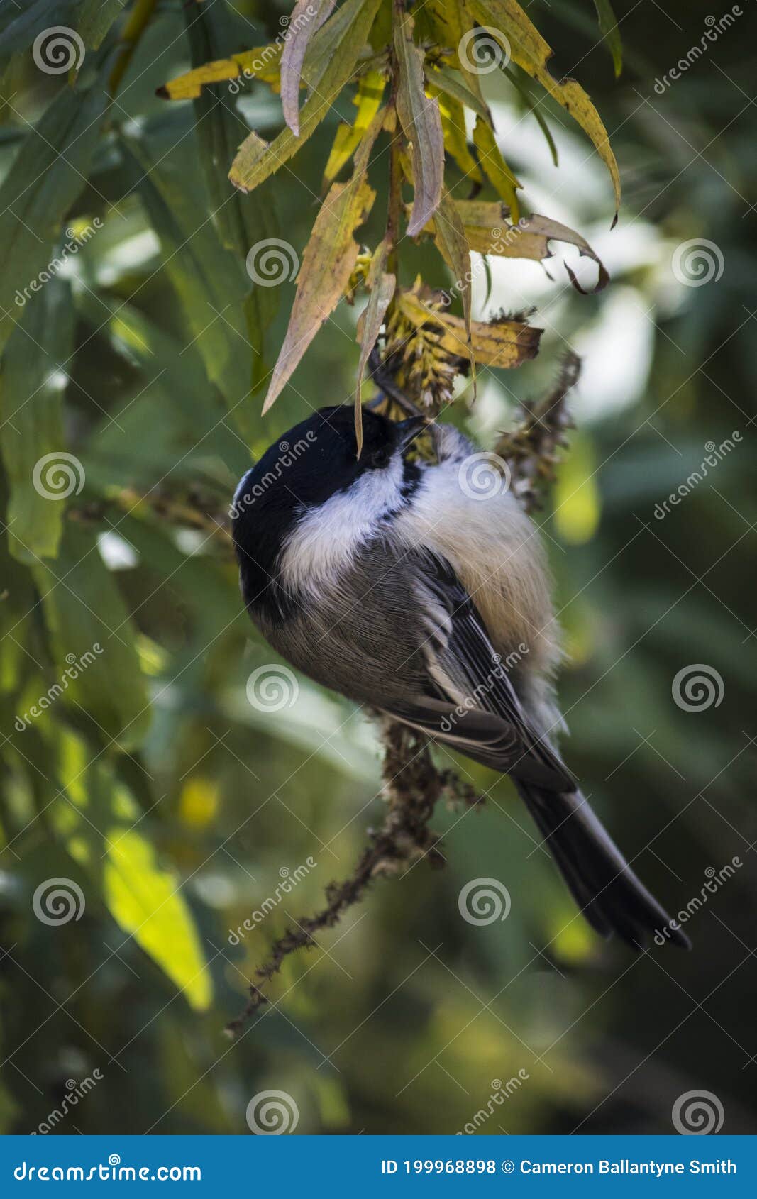 Chickadee Sitting on a Branch Stock Photo - Image of foliage, black ...