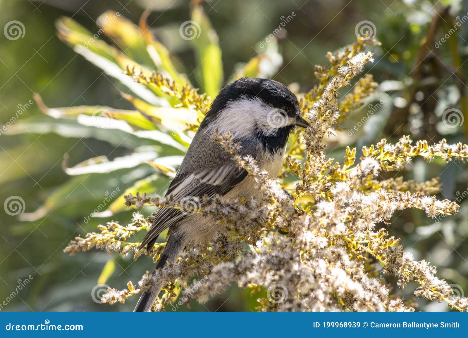 Chickadee Sitting on a Branch Stock Image - Image of forest, chekadee ...