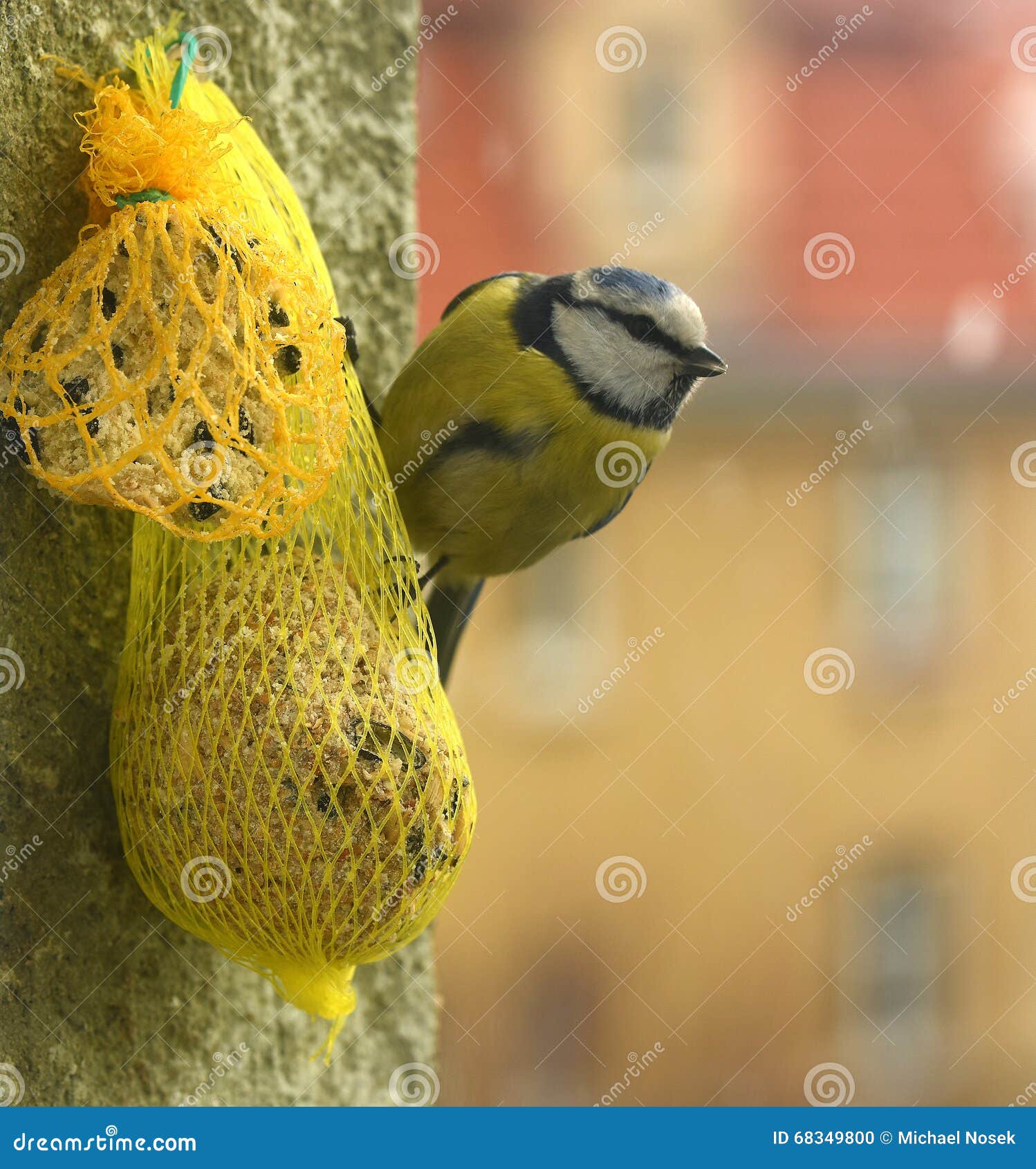 Chickadee Feeding Tallow Ball Stock Photo - Image of cold, seed: 68349800
