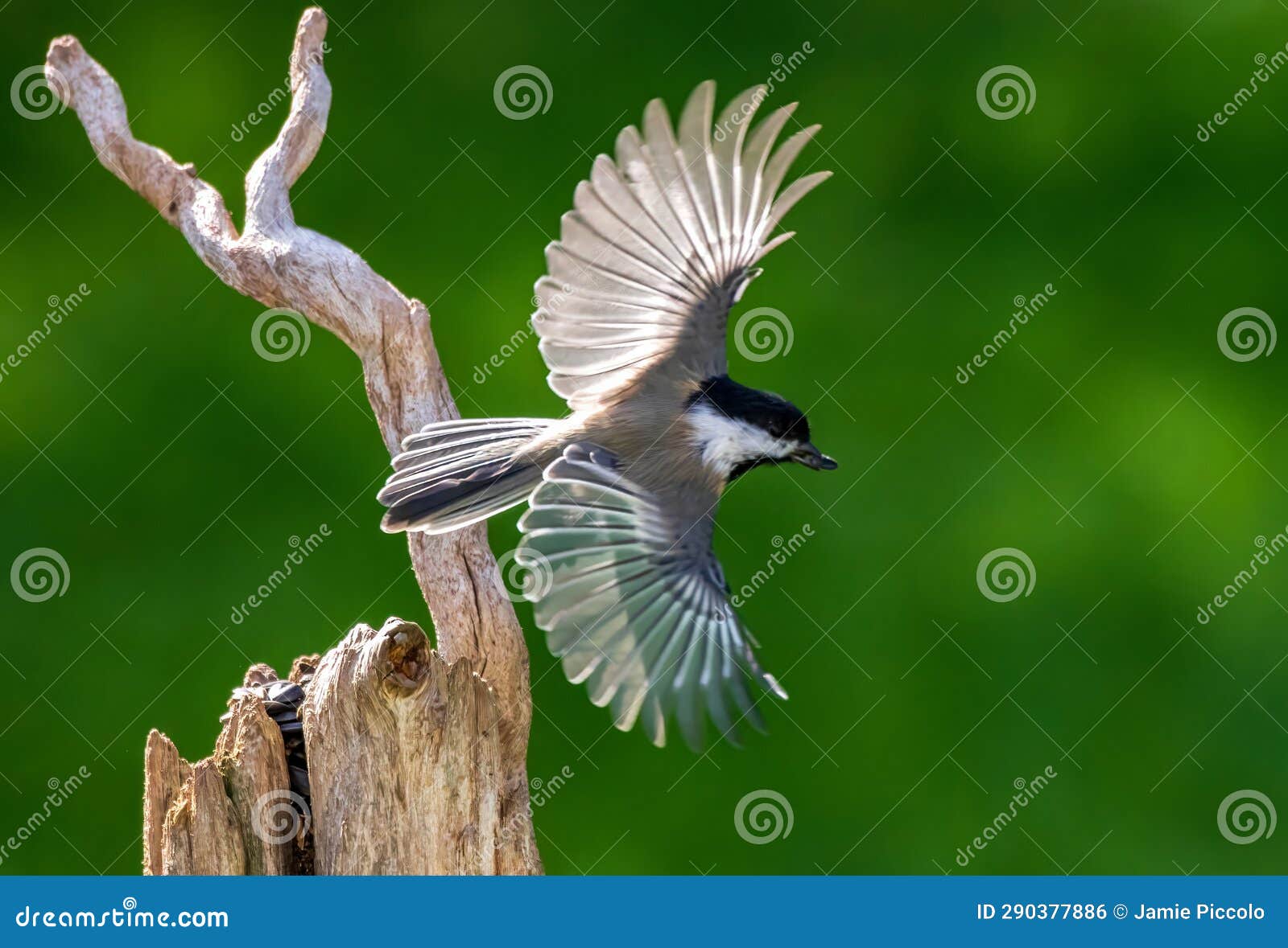 Chickadee in Flight in Summer Stock Photo - Image of branch, bird ...