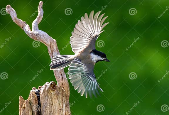 Chickadee in Flight in Summer Stock Photo - Image of branch, bird ...