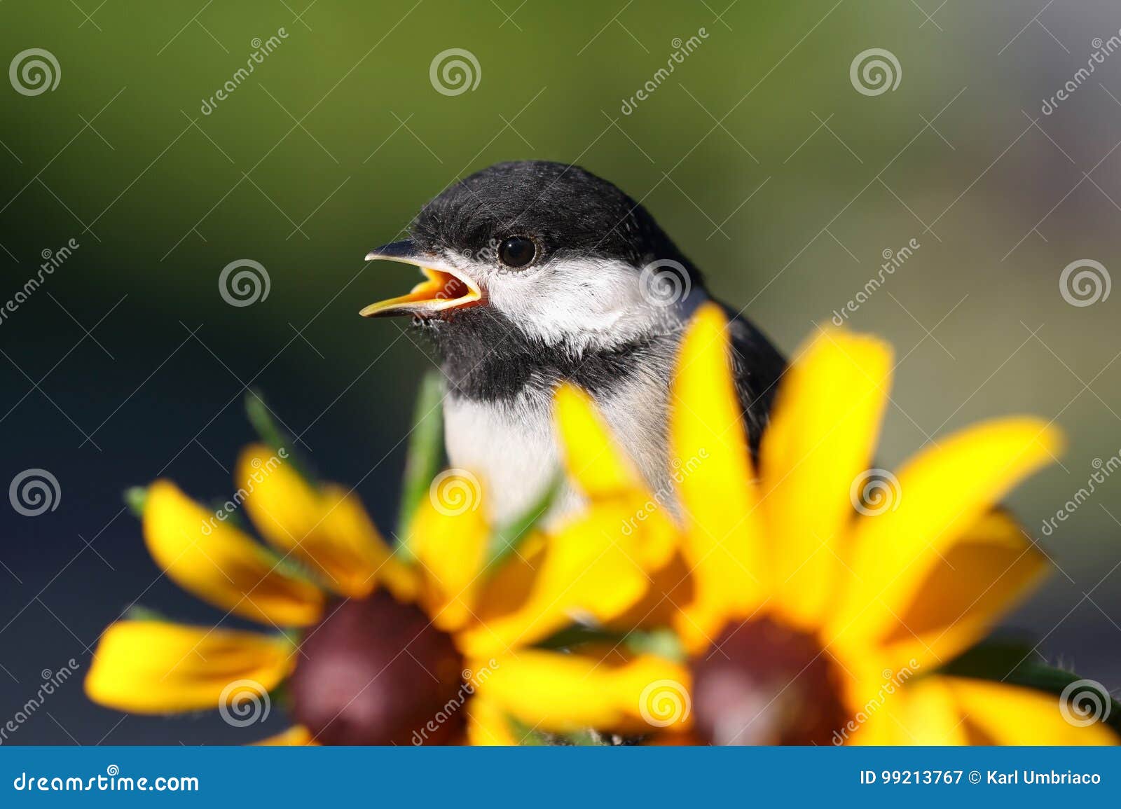 Chickadee and flower stock image. Image of summer, animal - 99213767