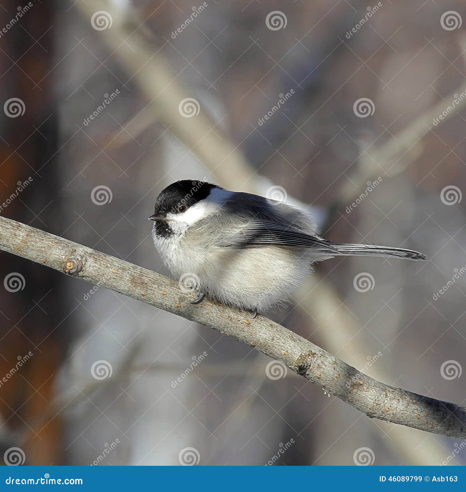 Chickadee stock image. Image of small, branch, nature - 46089799