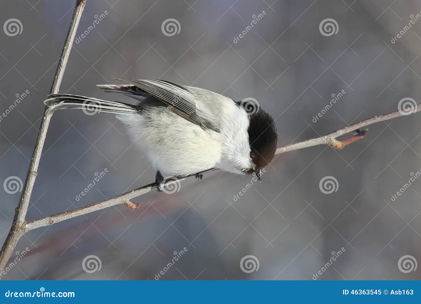 Chickadee stock image. Image of animals, color, bird - 46363545