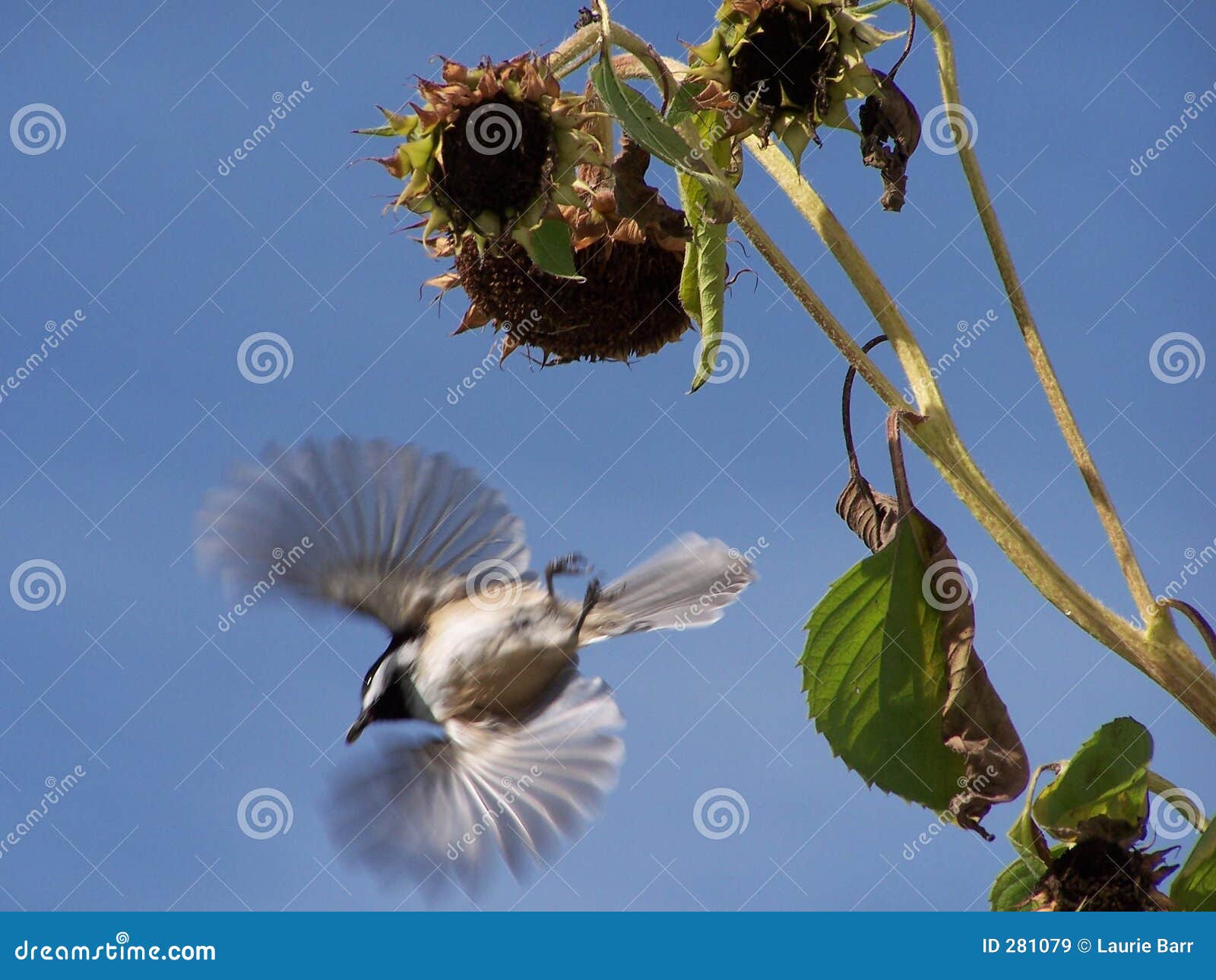 Chickadee Flying