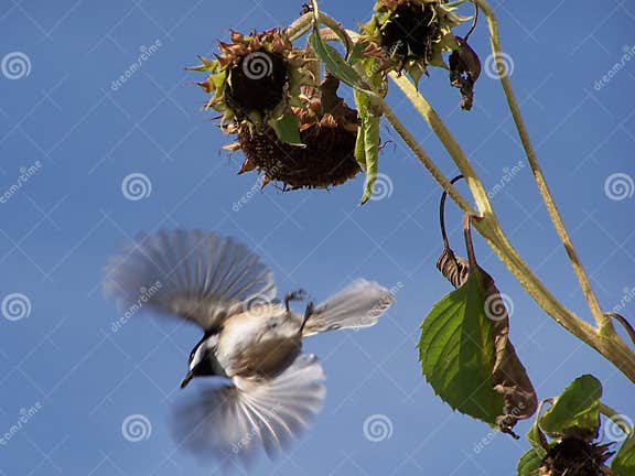 Chickadee flying stock image. Image of weather, flowers - 281079