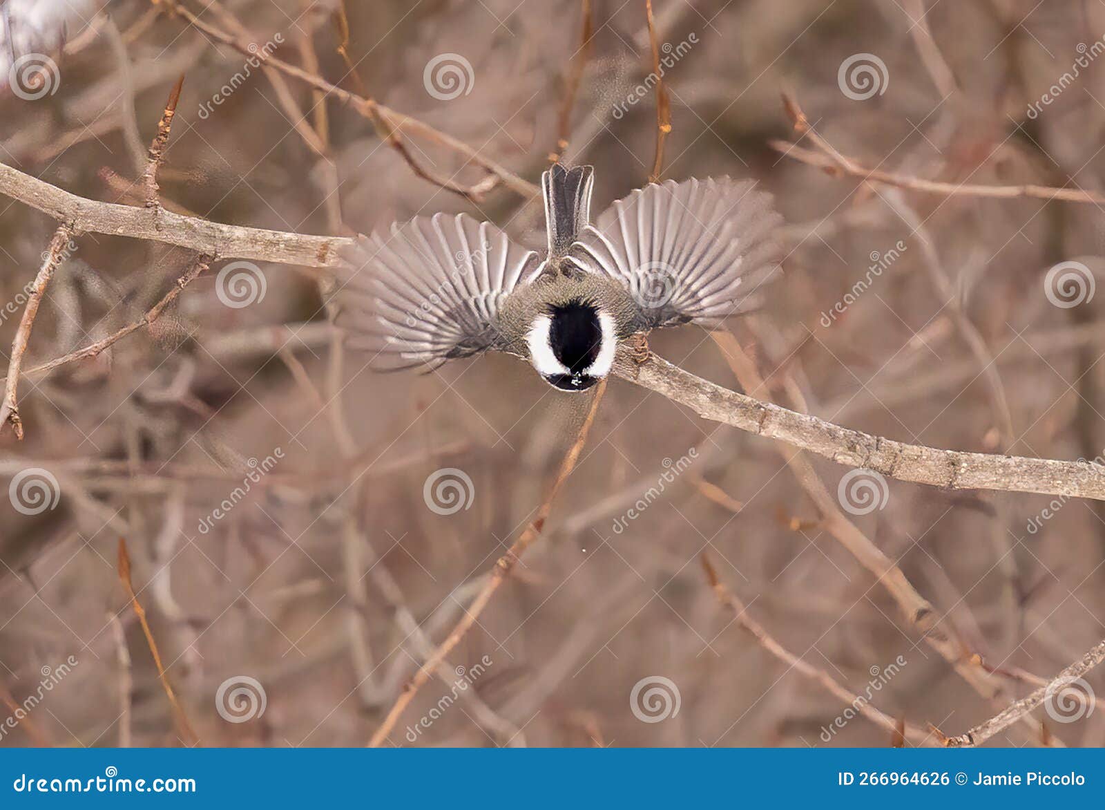 Chickadee Flying with Wings Spread Stock Photo - Image of tree ...