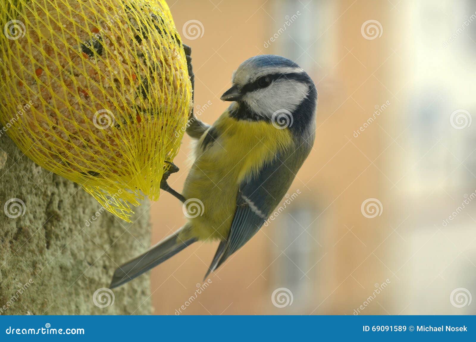 Chickadee with food stock image. Image of cold, snow - 69091589