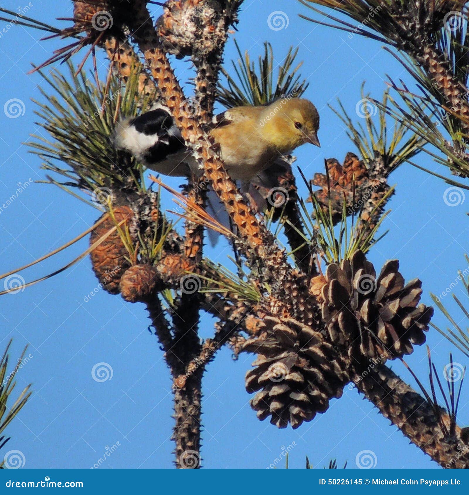 Chickadee and goldfinch stock image. Image of harrier - 50226145